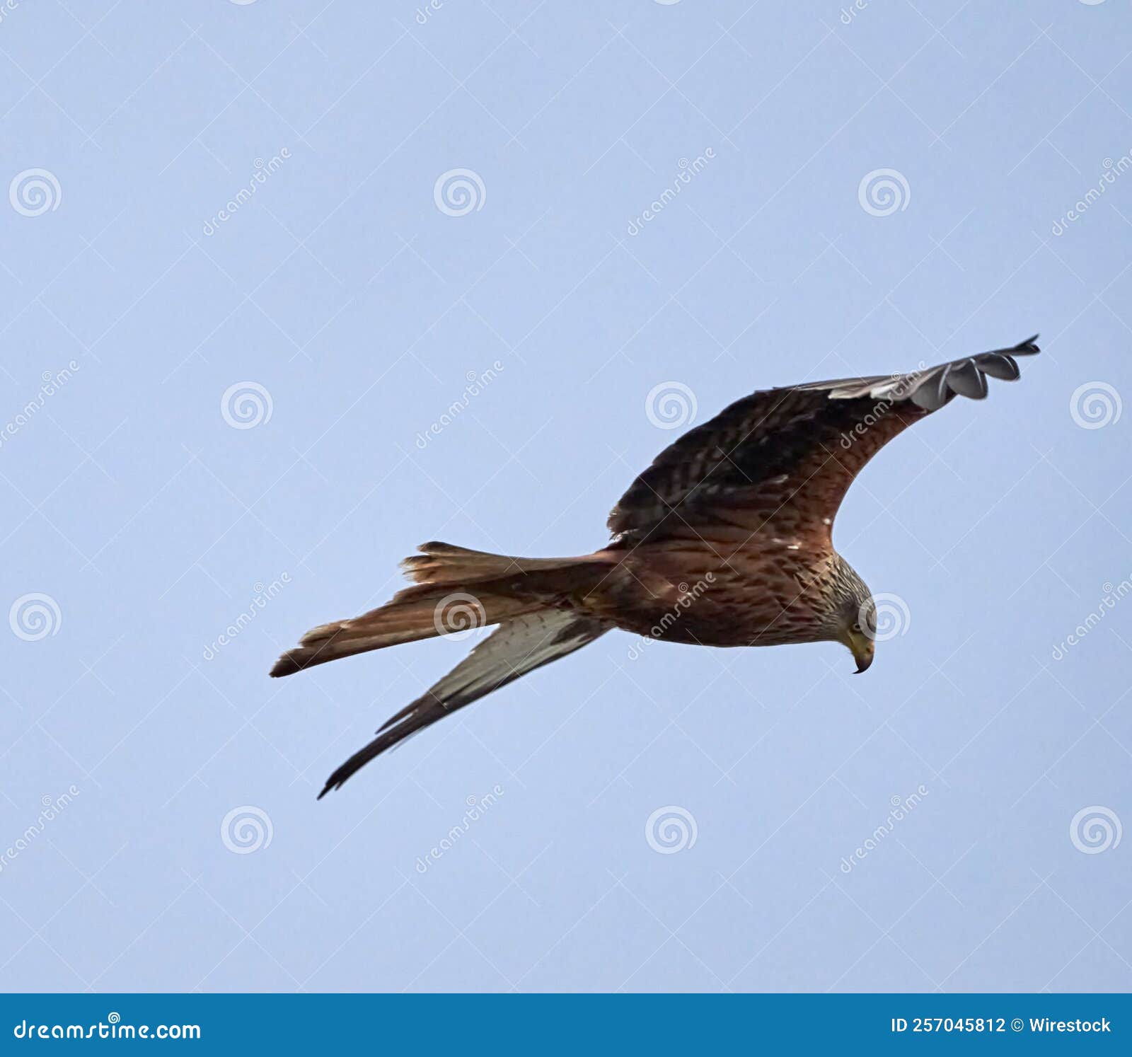 Brown Hawk Bird Flying in the Blue Sky Stock Photo - Image of abstract ...