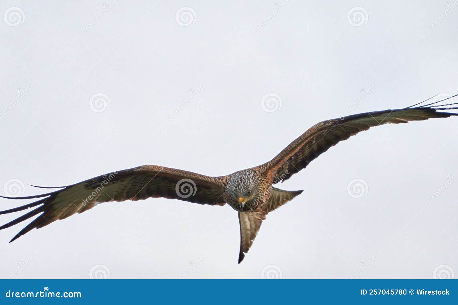 Brown Hawk Bird Flying in the Blue Sky Stock Photo - Image of flight ...
