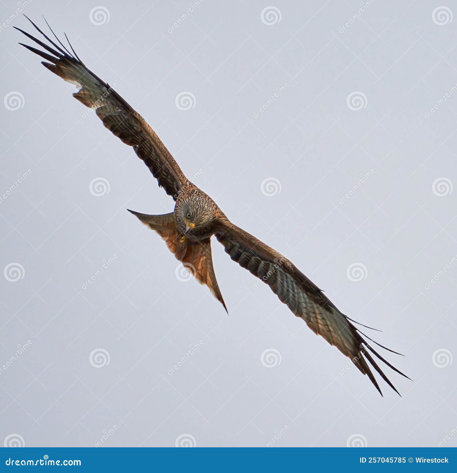 Brown Hawk Bird Flying in the Blue Sky Stock Image - Image of animals ...