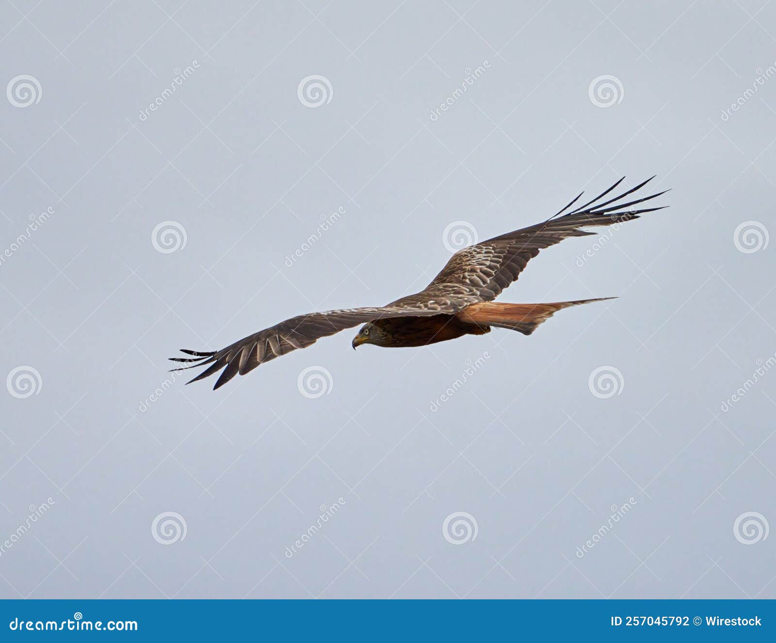 Brown Hawk Bird Flying in the Blue Sky Stock Photo - Image of brown ...