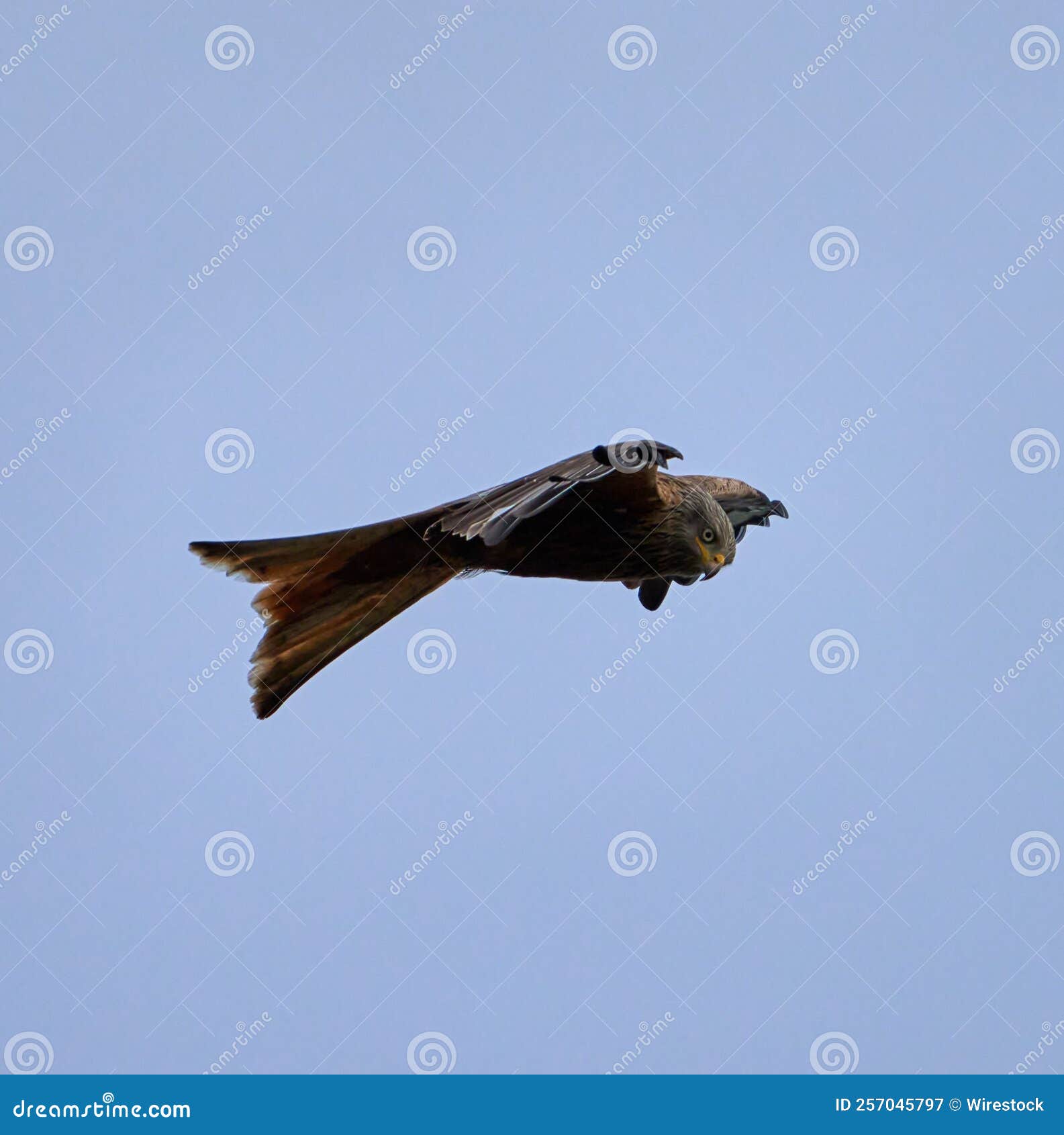 Brown Hawk Bird Flying in the Blue Sky Stock Image - Image of flight ...