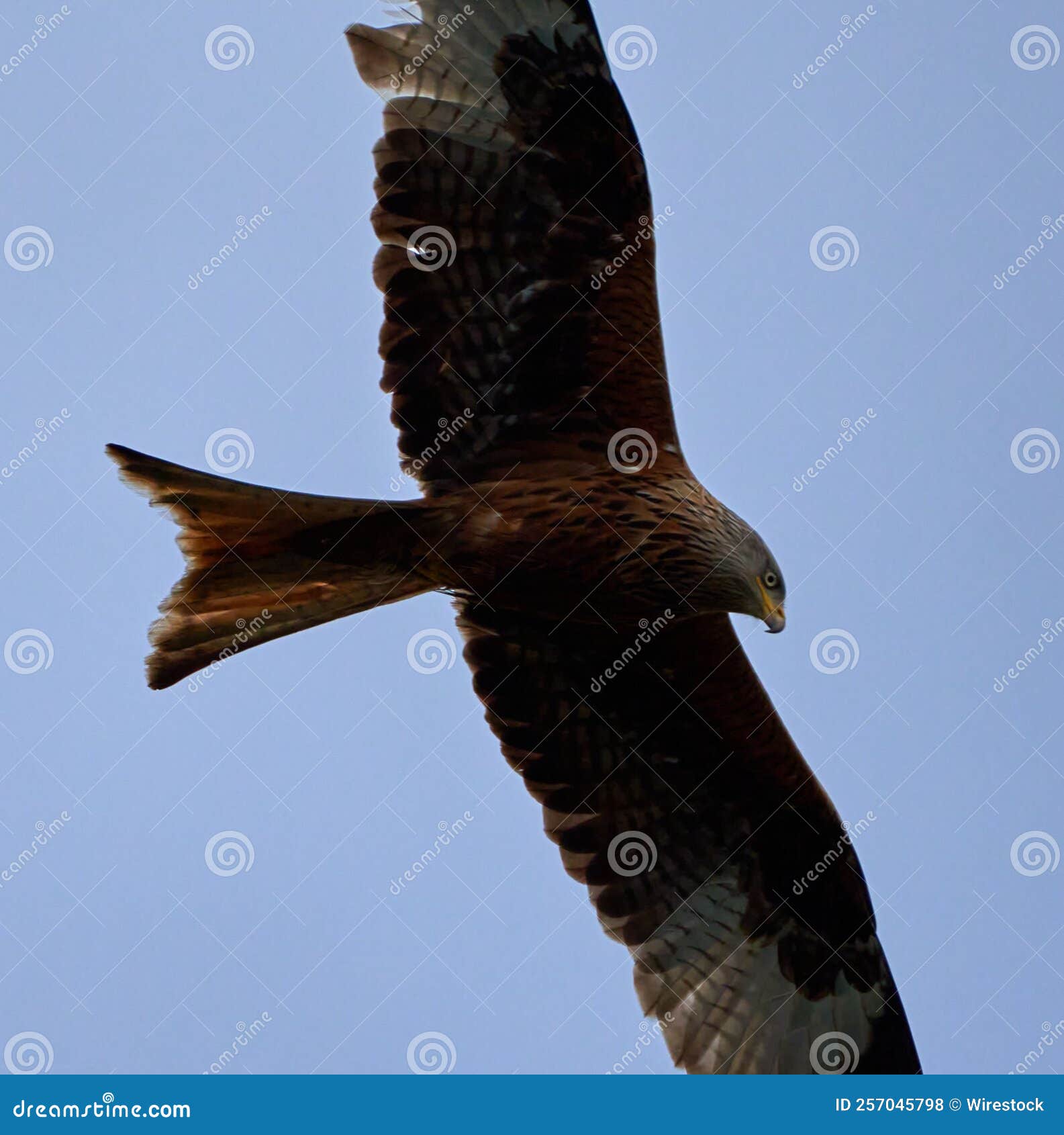 Brown Hawk Bird Flying in the Blue Sky Stock Photo - Image of blue ...