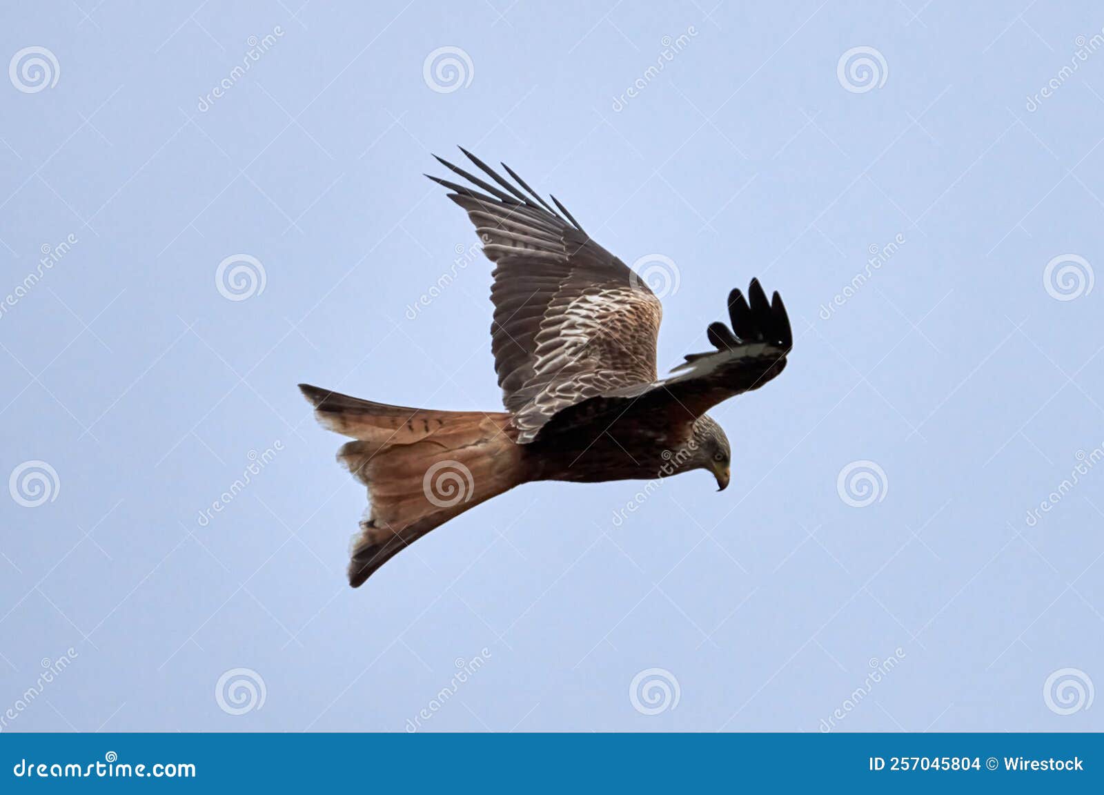 Brown Hawk Bird Flying in the Blue Sky Stock Photo - Image of wild ...
