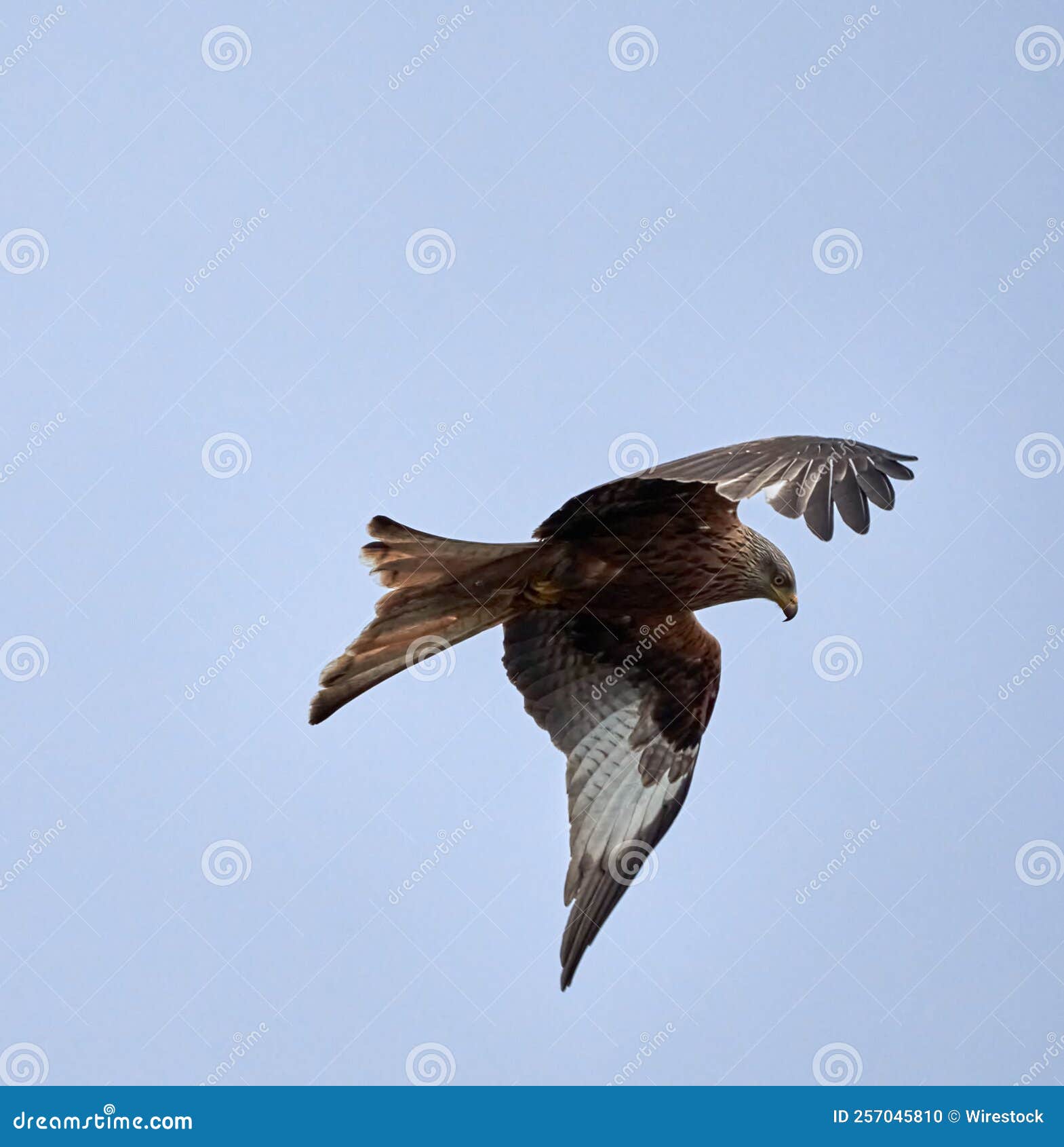 Brown Hawk Bird Flying in the Blue Sky Stock Photo - Image of abstract ...