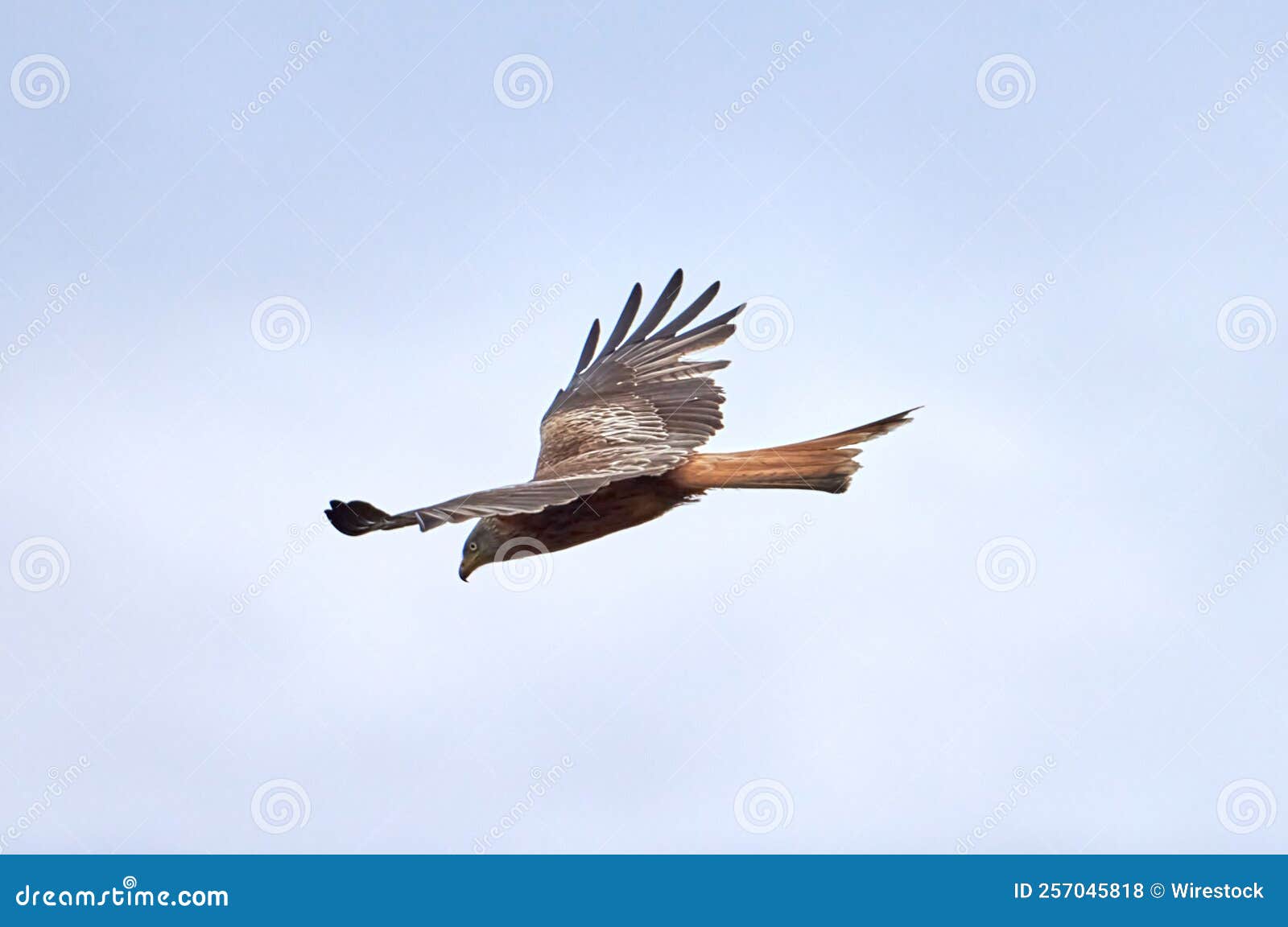 Brown Hawk Bird Flying in the Blue Sky Stock Photo - Image of isolated ...