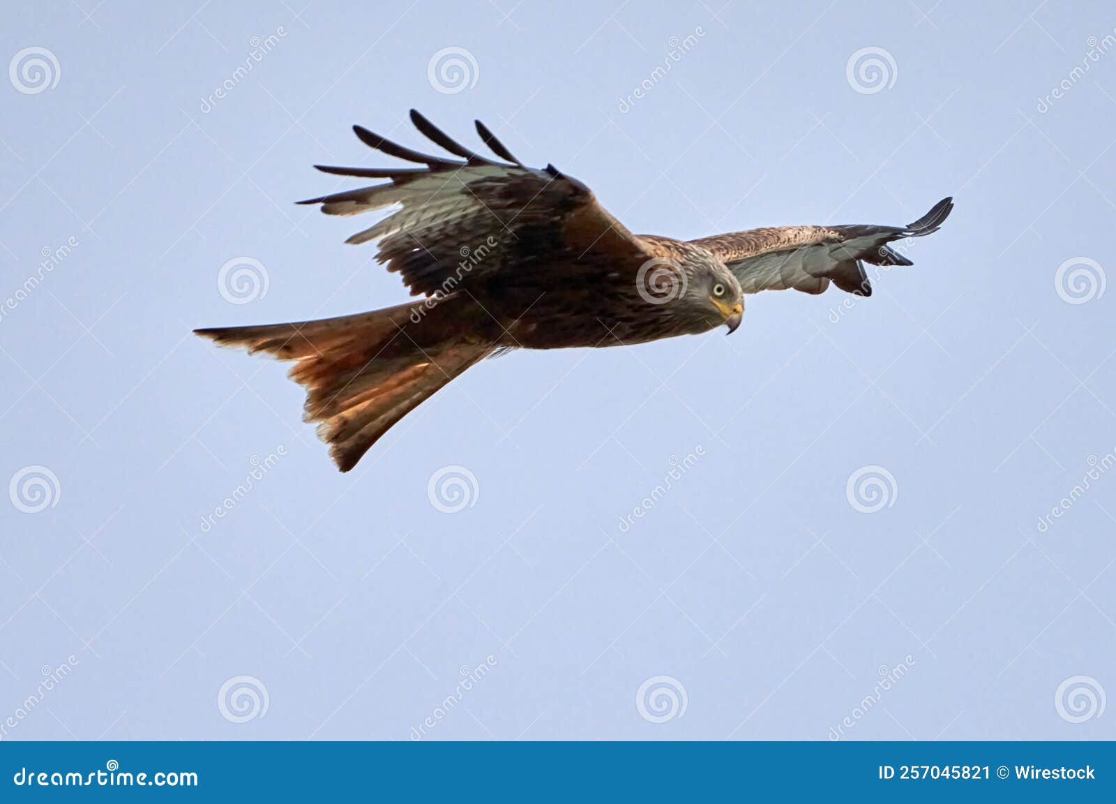 Brown Hawk Bird Flying in the Blue Sky Stock Image - Image of predator ...