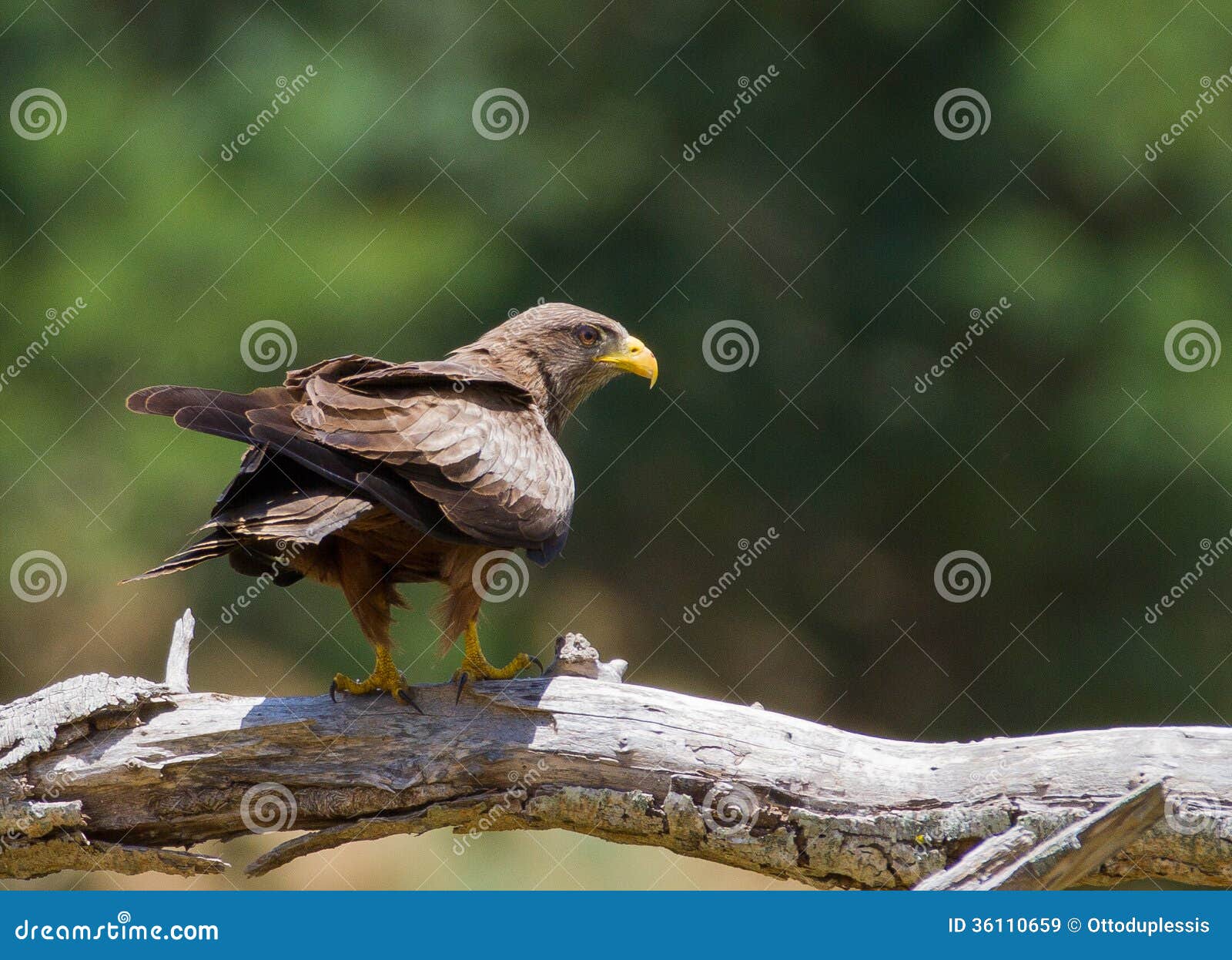 Brown hawk on a branch stock image. Image of wildlife - 36110659
