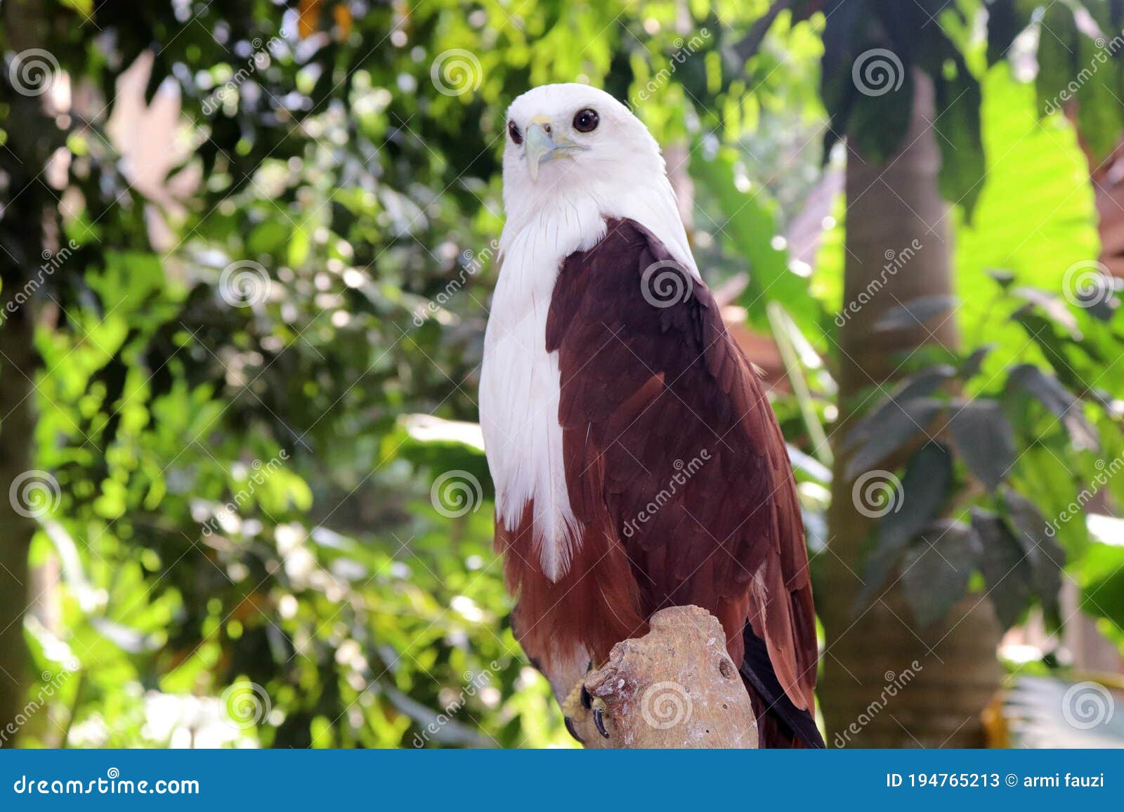 Elang Bondol Elang Bondol – MAHASISWA EKONOMI PECINTA ALAM