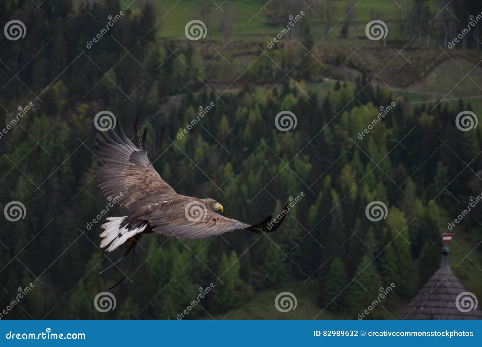 Brown Hawk Flying Above Green Trees Artwork Picture. Image: 82989632