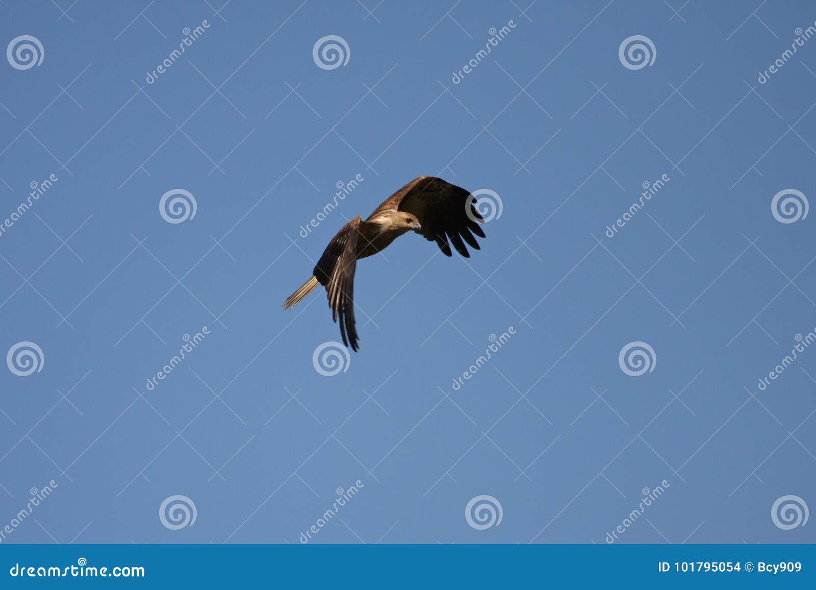 Brown hawk stock photo. Image of kite, beak, falcon - 101795054