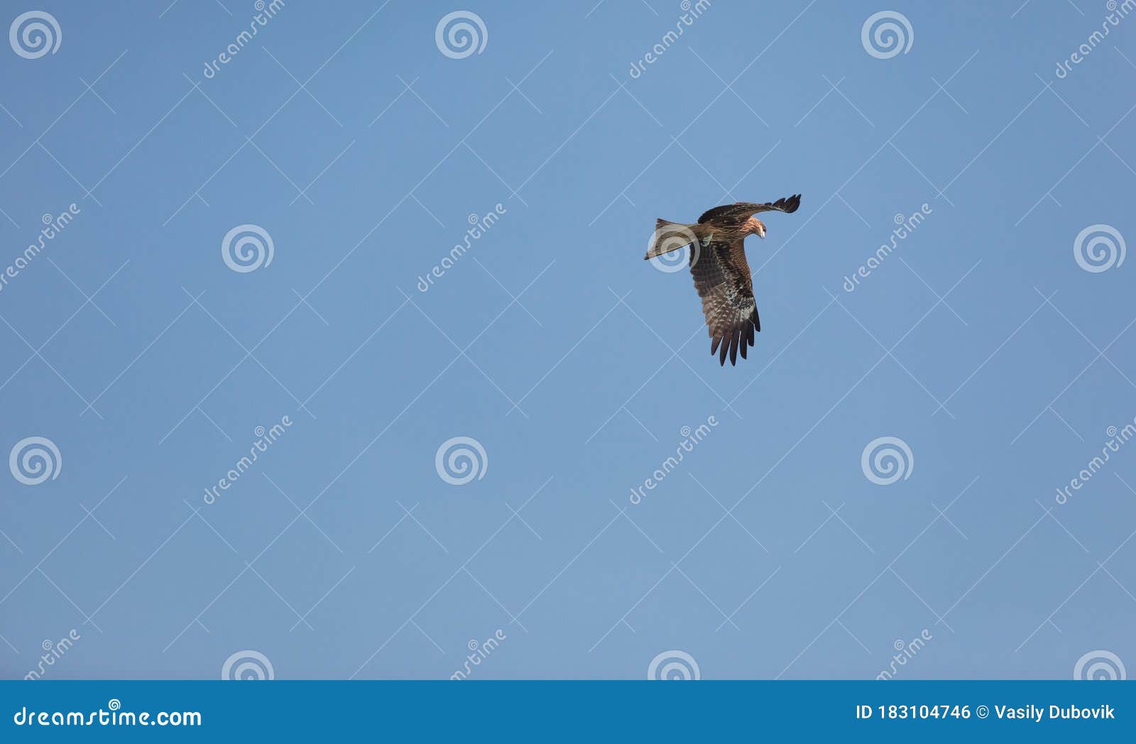 Brown Hawk Flying and Searching for Food with Blue Clear Sky Stock ...