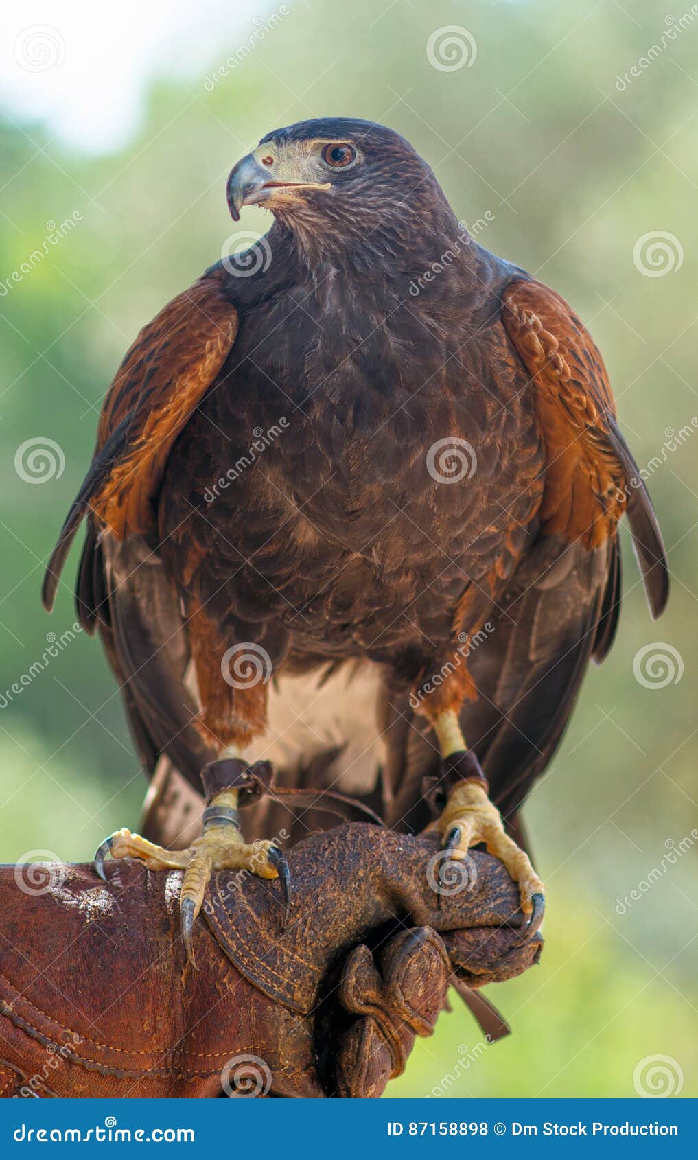 Brown hawk. stock photo. Image of avian, hunting, conservation - 87158898