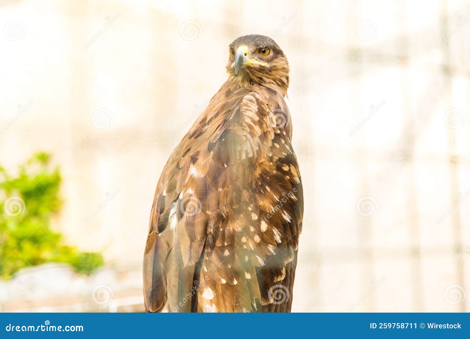 Brown Hawk in Inside the Cage in the Zoo Stock Image - Image of ...