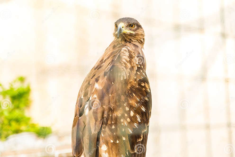 Brown Hawk in Inside the Cage in the Zoo Stock Image - Image of ...