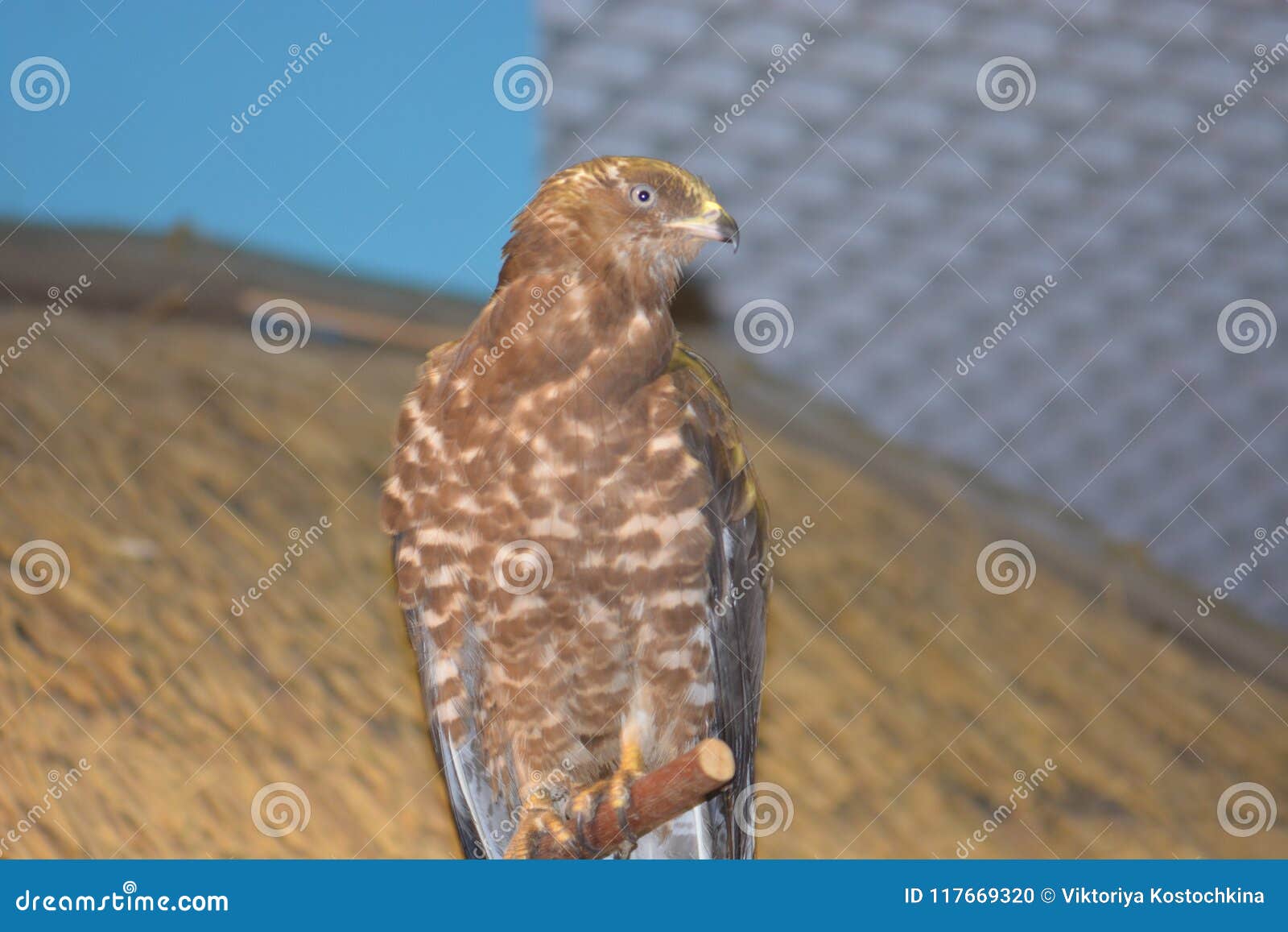 Brown Hawk Looking Far Away Stock Photo - Image of brown, branch: 117669320