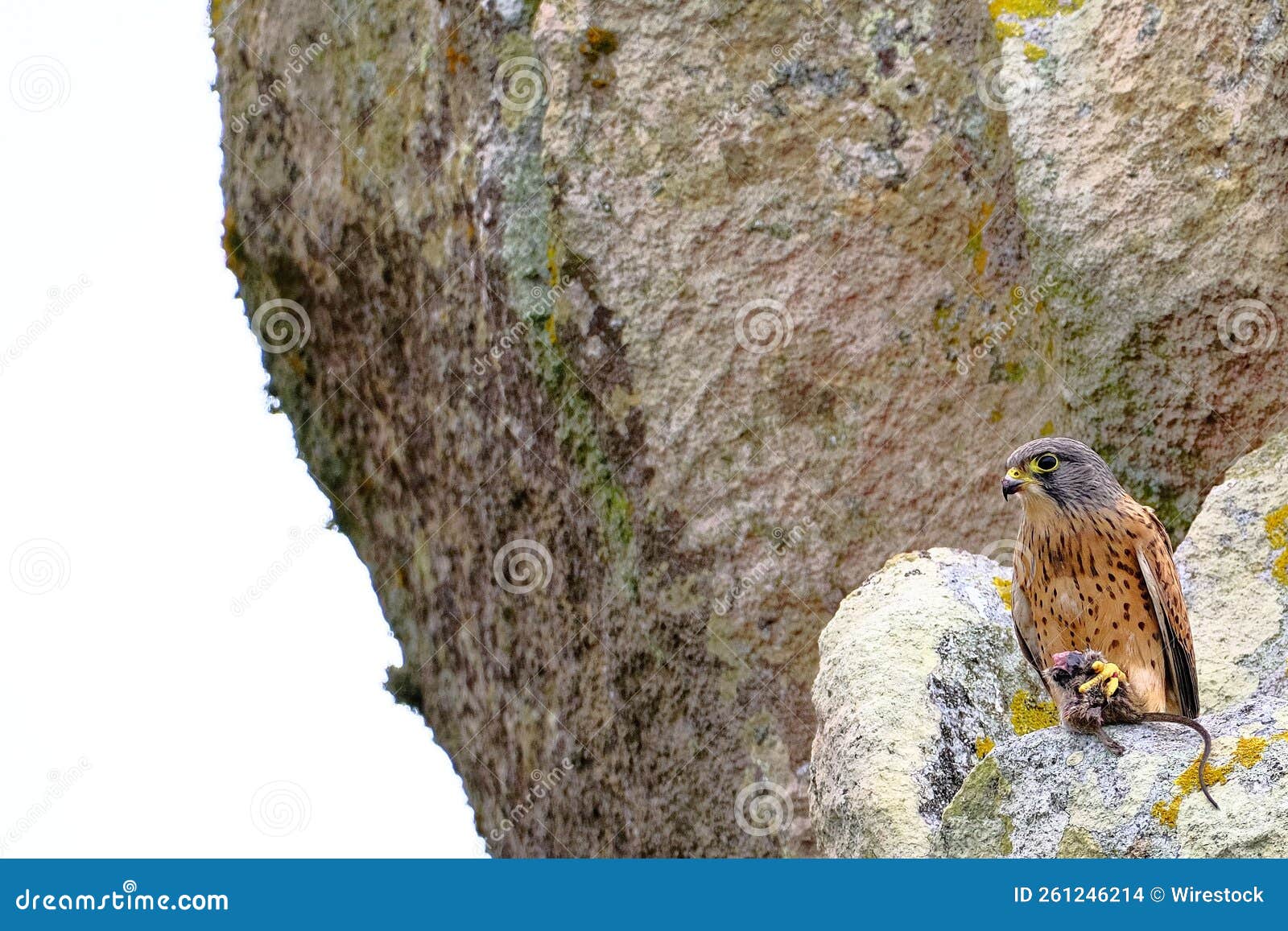 Brown Hawk with a Mouse on Its Talons Perching on the Rocky Hill Stock ...