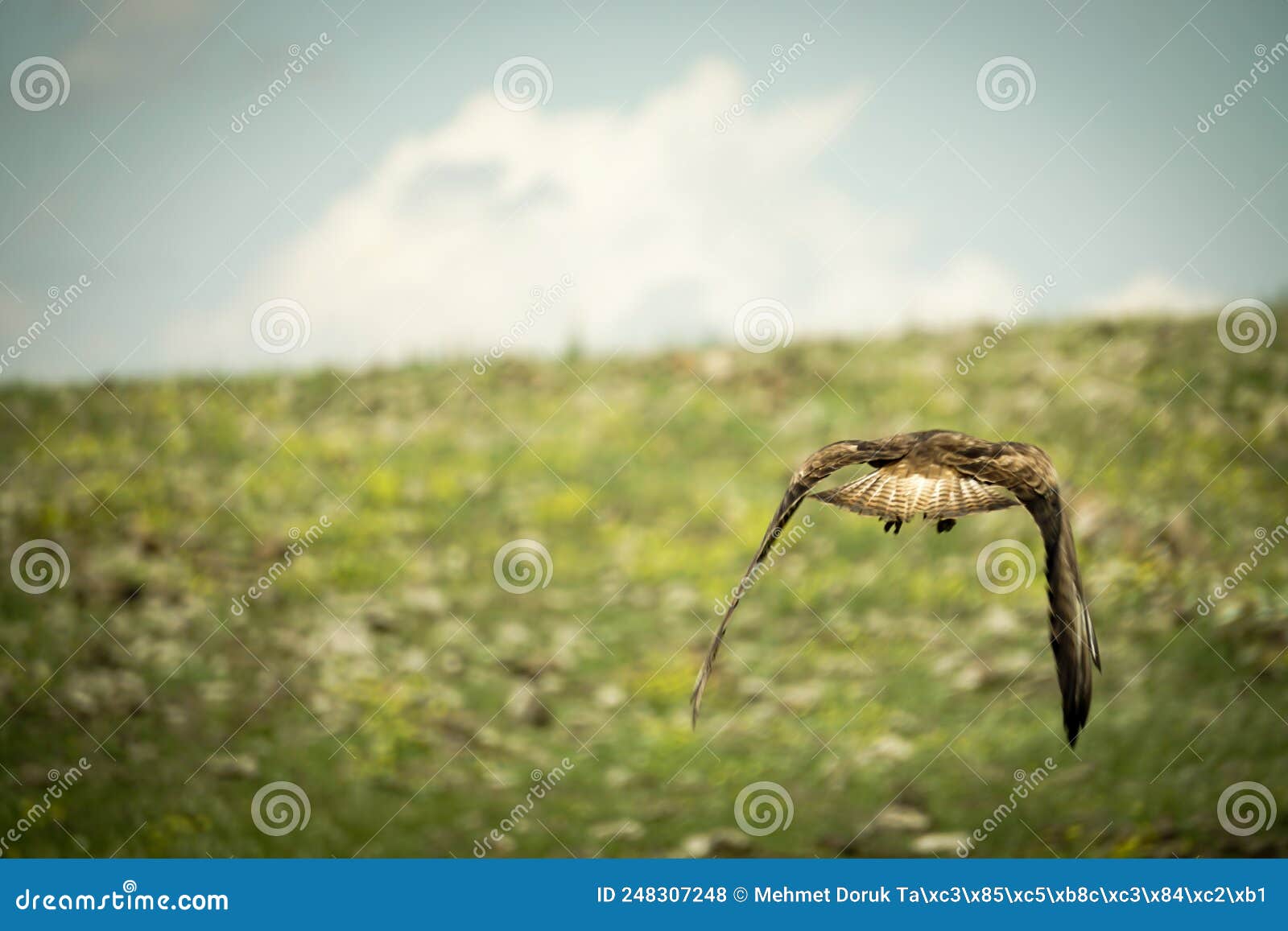 Brown hawk in the nature stock photo. Image of green - 248307248