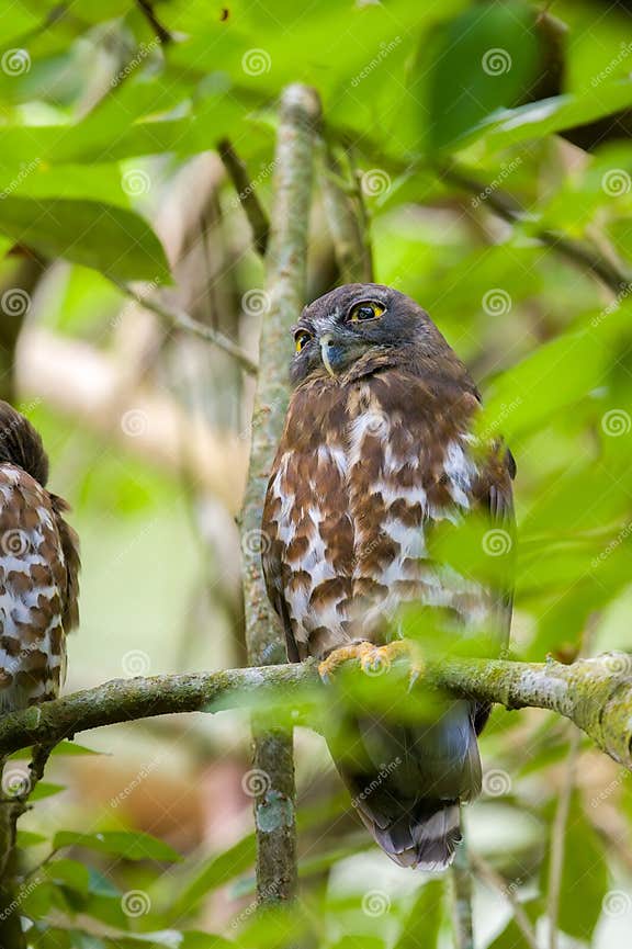 Brown Hawk Owl Perch, Roosting on the Tree Stock Image - Image of ...
