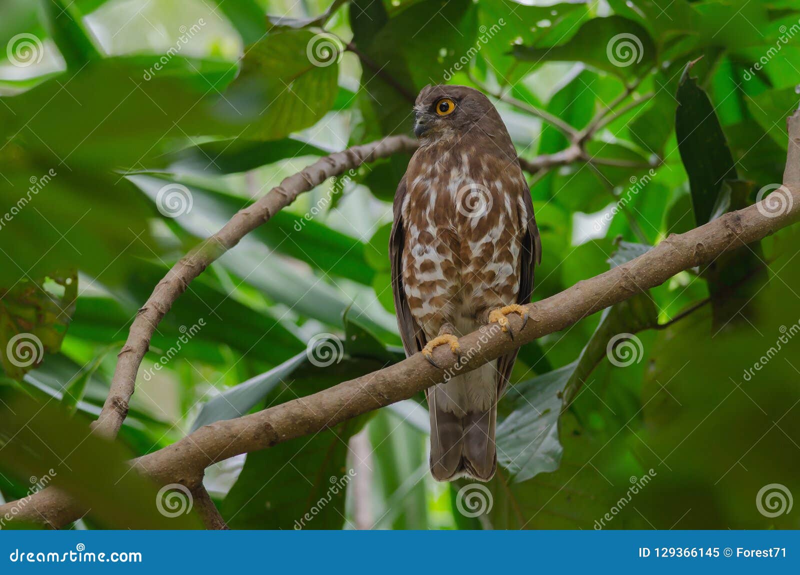 Brown Hawk Owl Perch on the Tree in Nature Stock Image - Image of ...