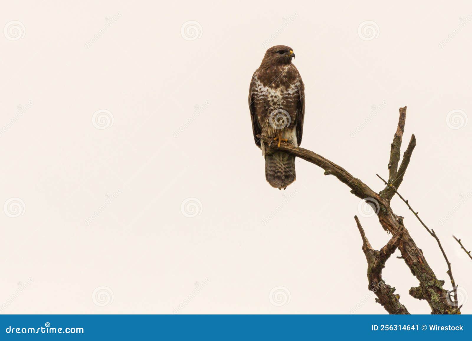 Brown Hawk Perching on the Tree Branch Stock Image - Image of nature ...