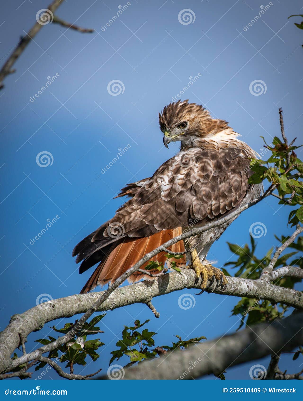 Brown Hawk Perching on Tree Branch Stock Image - Image of looking, beak ...