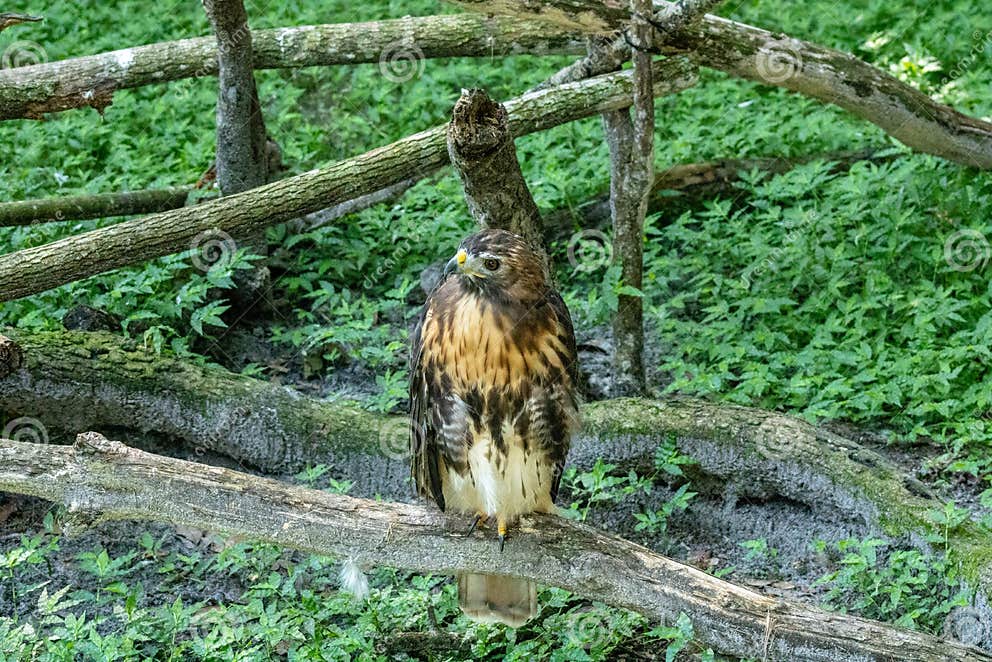 Brown hawk stock photo. Image of avian, nature, wings - 128025398
