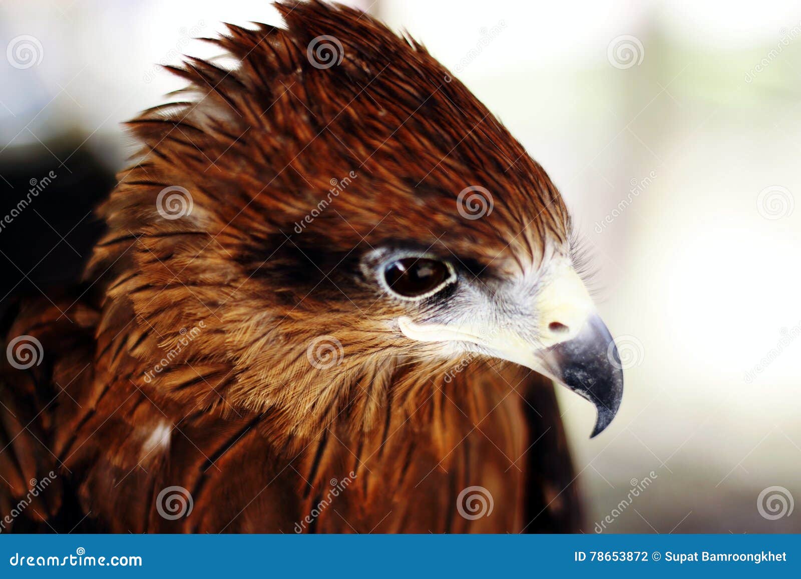 Brown hawk predator stock photo. Image of predator, sharp - 78653872