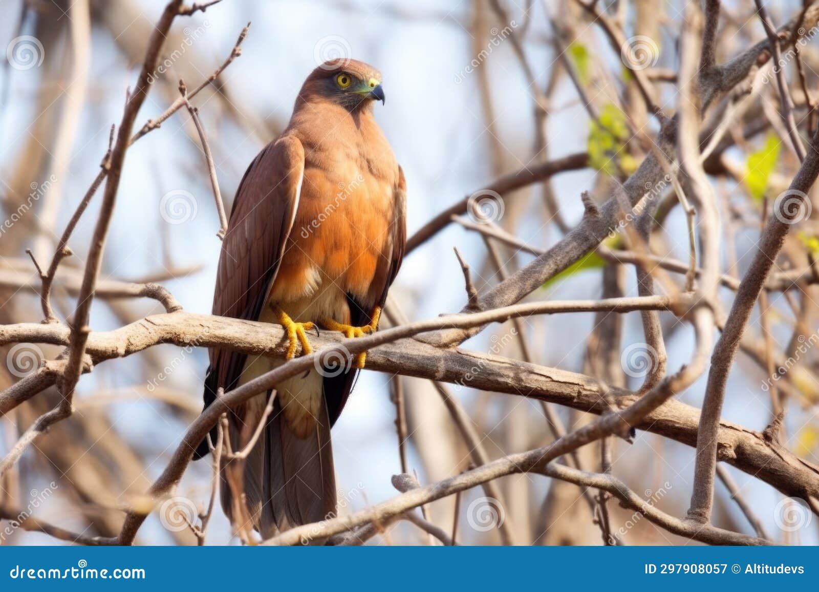 Brown Hawk Resting on a Leafless Tree Branch Stock Image - Image of ...