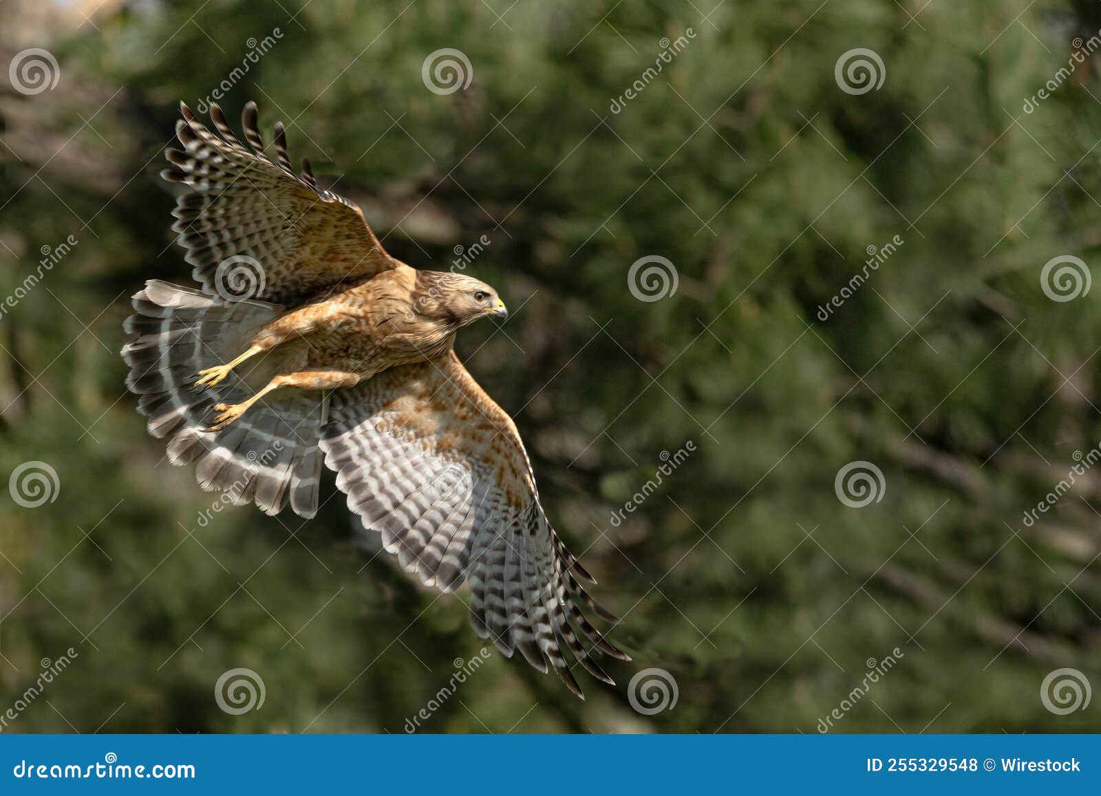 Brown Hawk Spreading Its Wings Stock Photo - Image of hawk, prey: 255329548