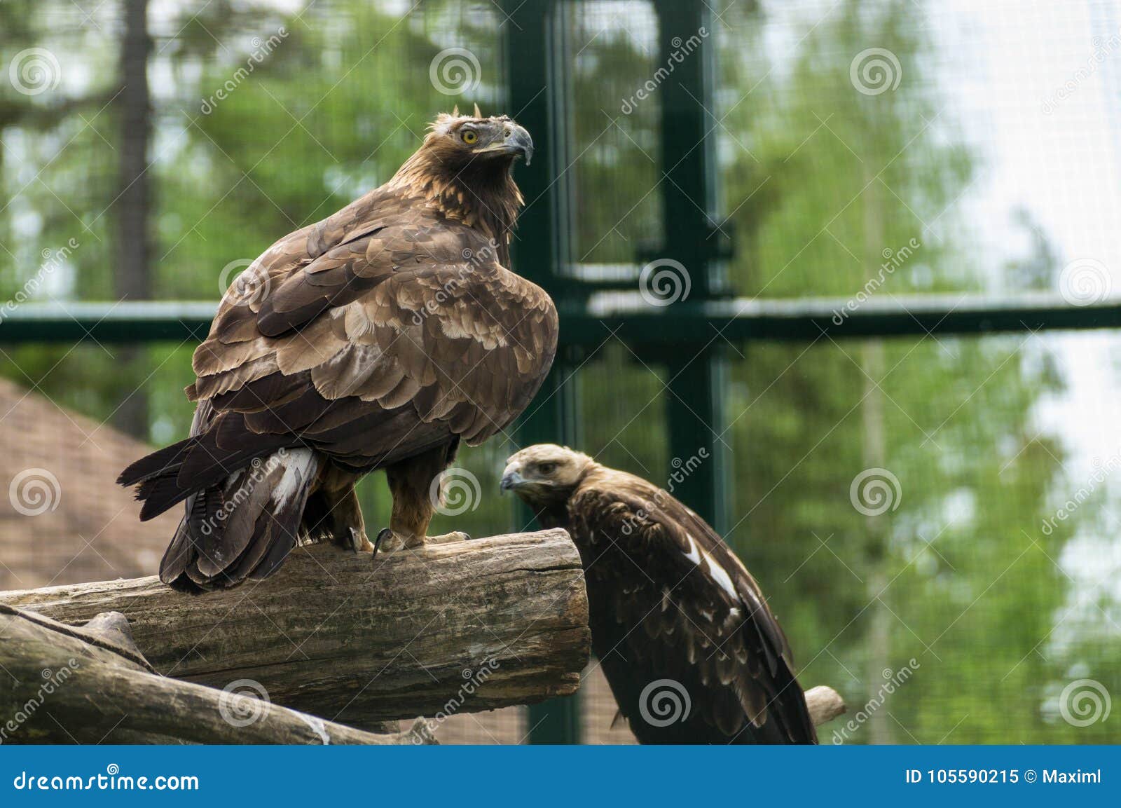 Hawk stock image. Image of animal, beautiful, eagle - 105590215