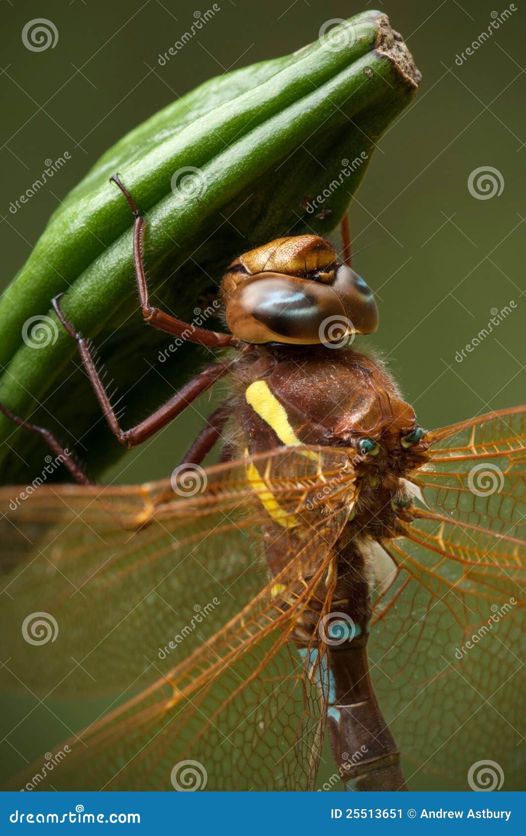 Brown Hawker Dragonfly stock image. Image of entomology - 25513651