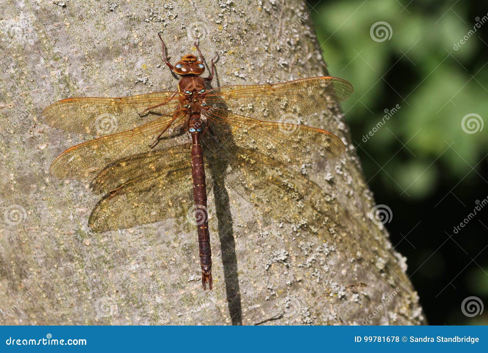 A Brown Hawker Dragonfly Aeshna Grandis Perched on the Trunk of a Tree ...