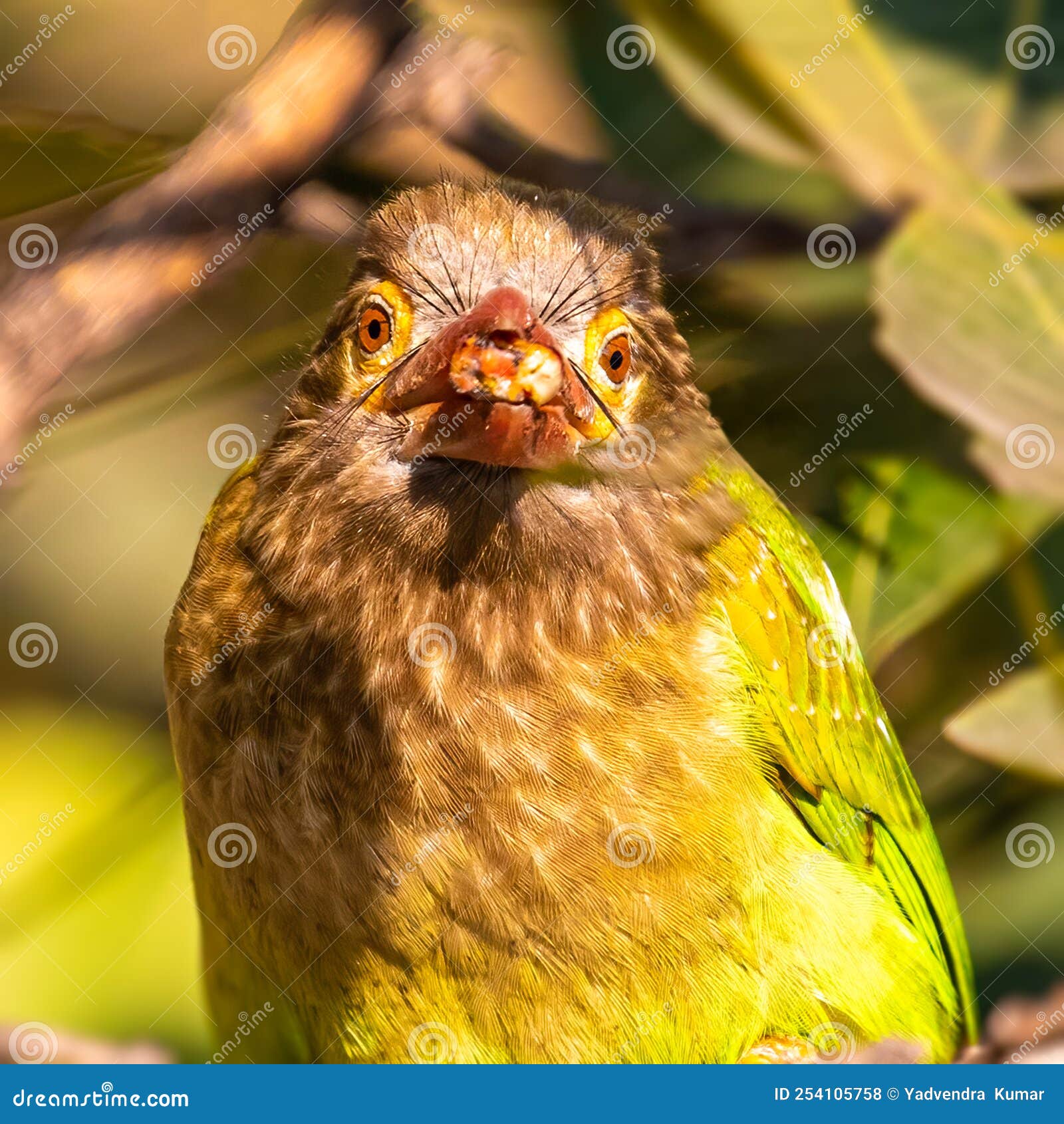 A Brown Headed Barbet Looking Strait Stock Photo - Image of drinking ...