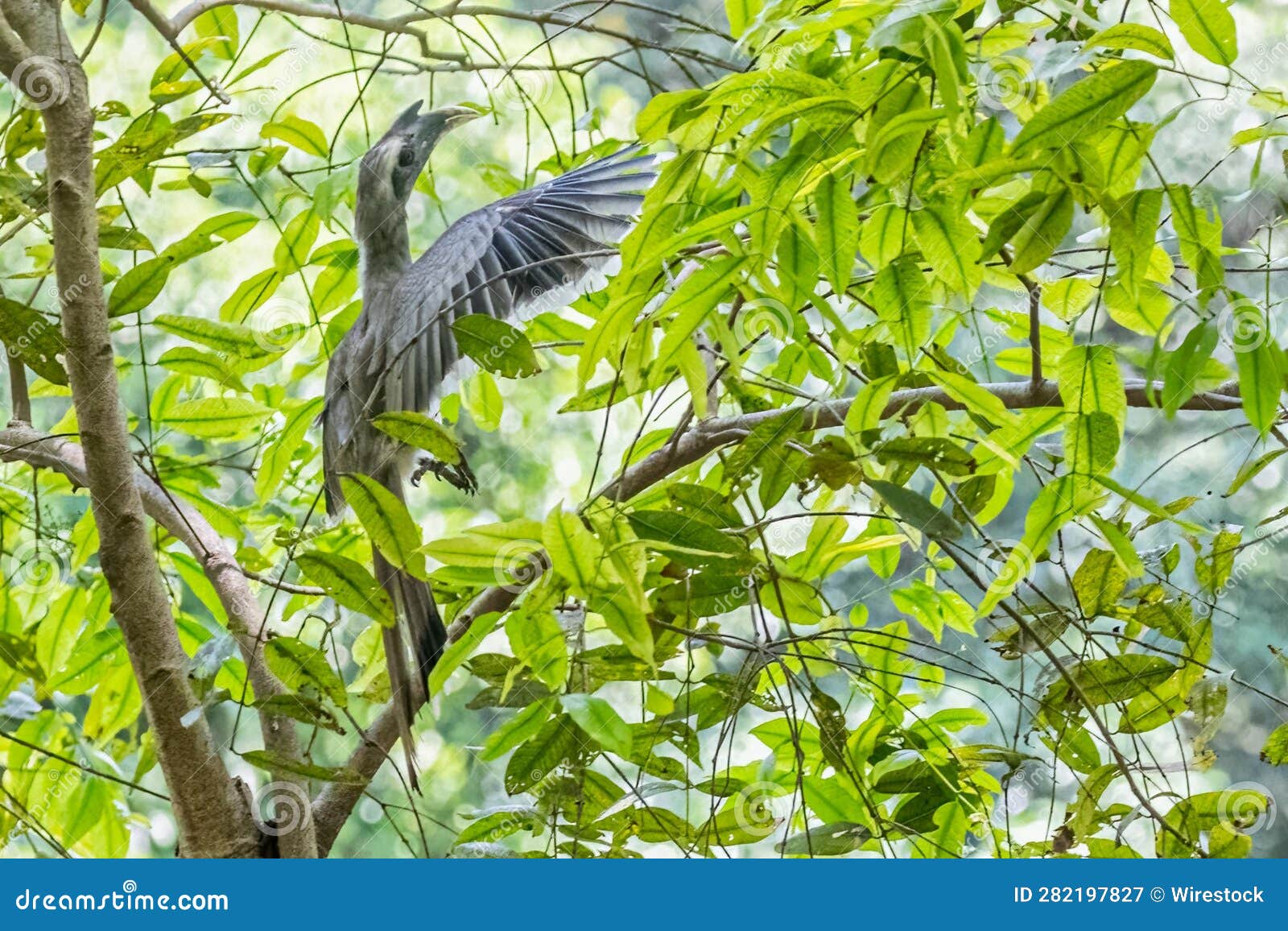 Brown-headed Barbet (Psilopogon Zeylanicus) in the Forest Stock Image ...