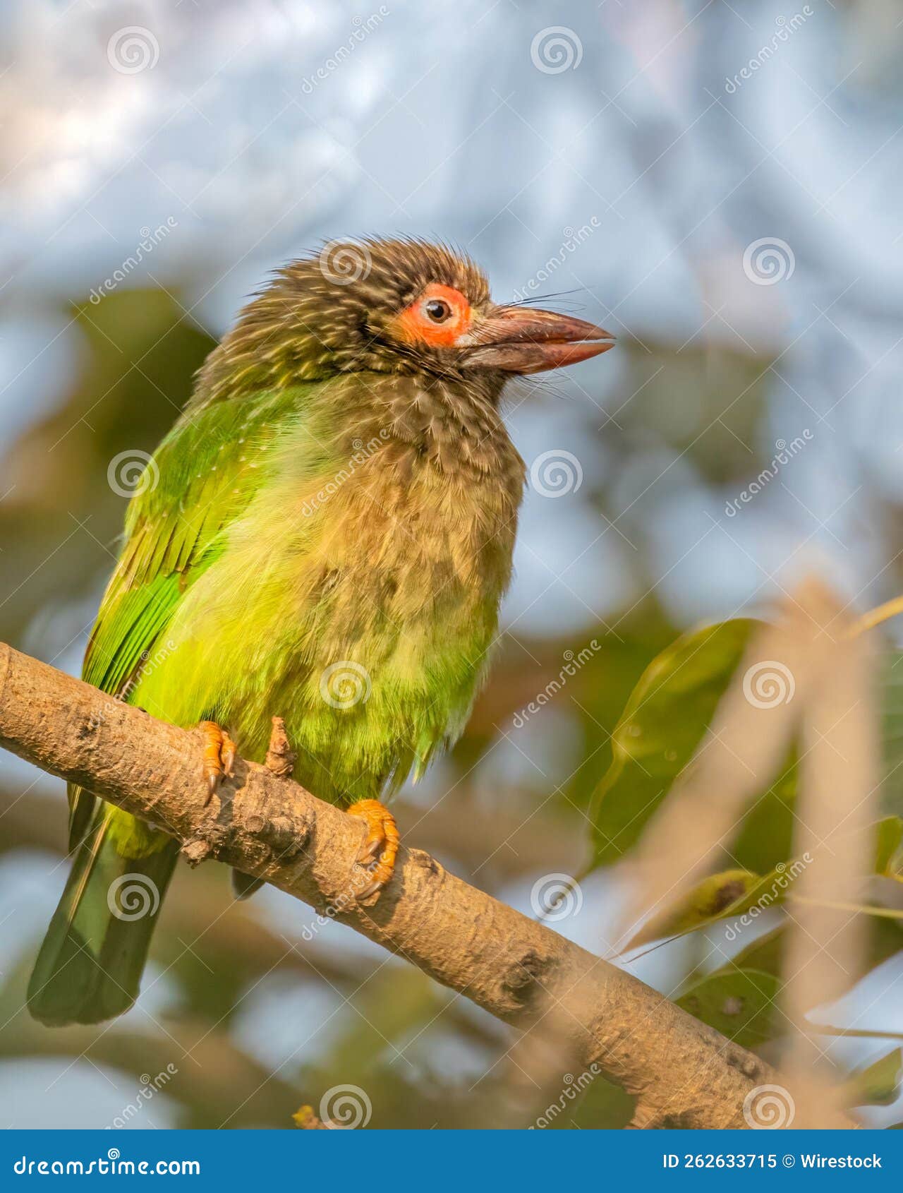 Brown Headed Barbet Resting on a Tree Stock Image - Image of feathers ...