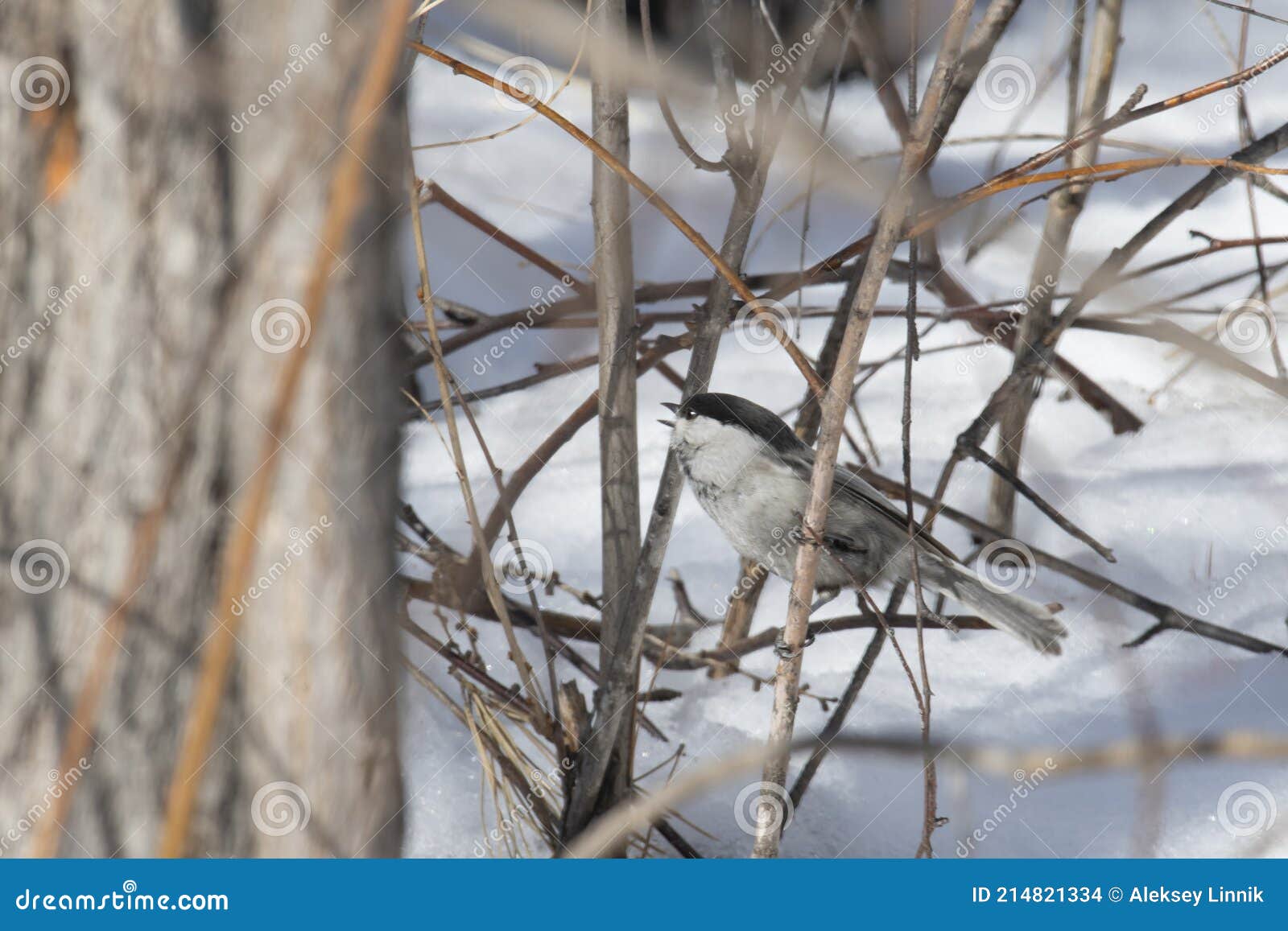 Brown-headed Chickadee on a Branch Stock Photo - Image of dancing ...