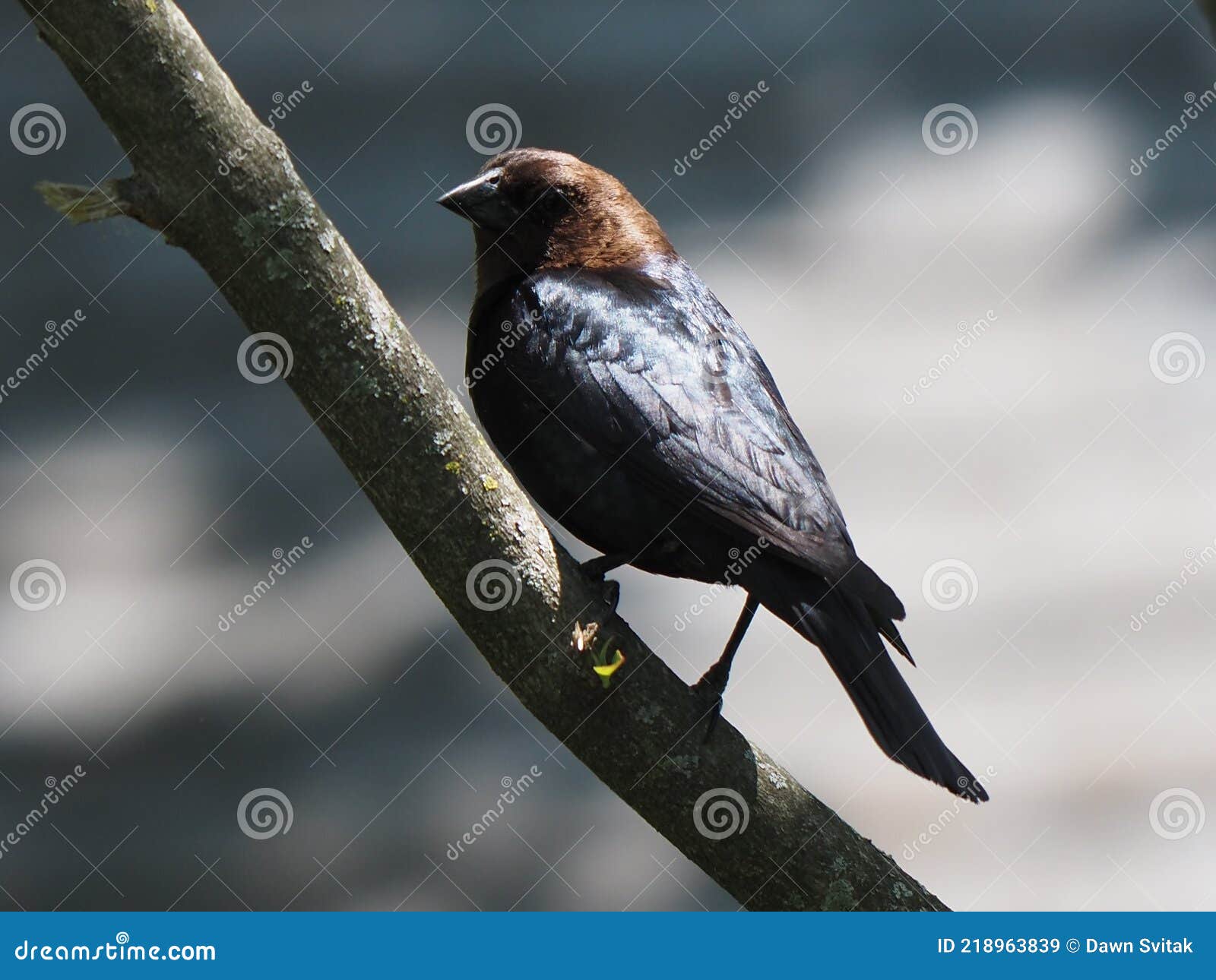 Brown-headed cow bird stock image. Image of finch, nature - 218963839