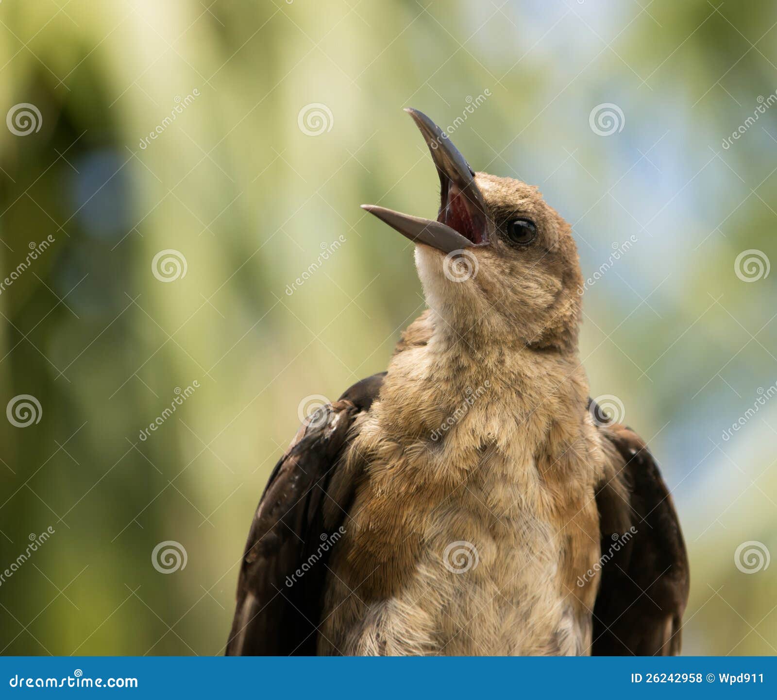 Brown Headed Cowbird stock photo. Image of florida, blackbird - 26242958