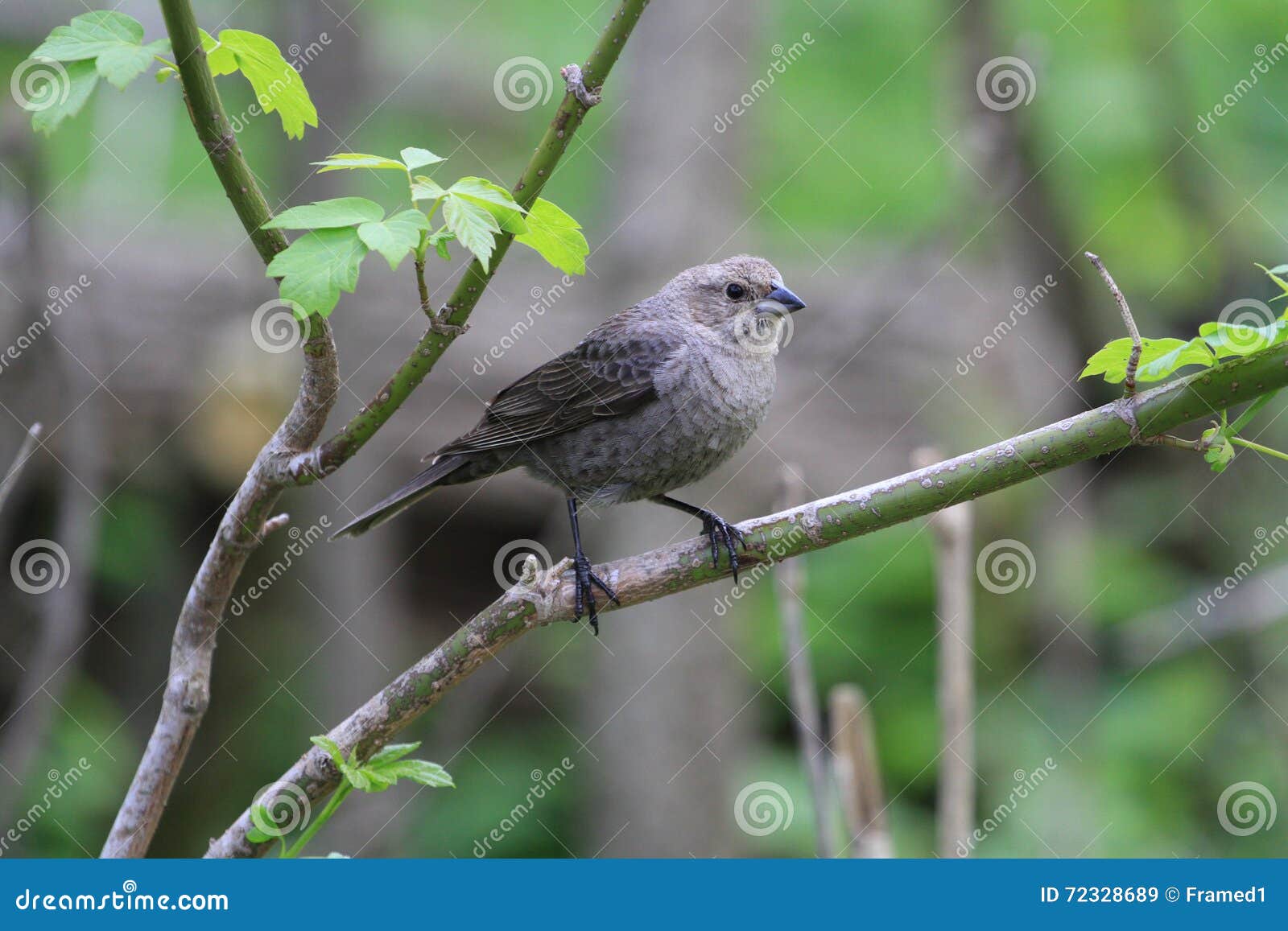 Brown-headed Cowbird Female Stock Image - Image of tree, beak: 72328689