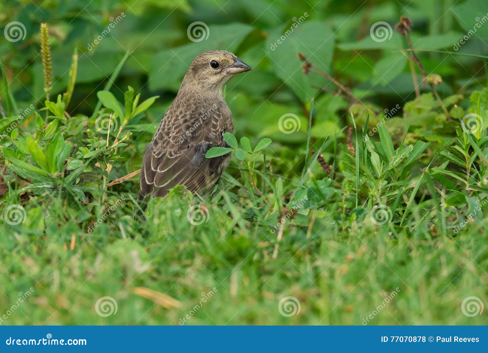 Brown-headed Cowbird - Molothrus Ater Stock Photo - Image of america ...