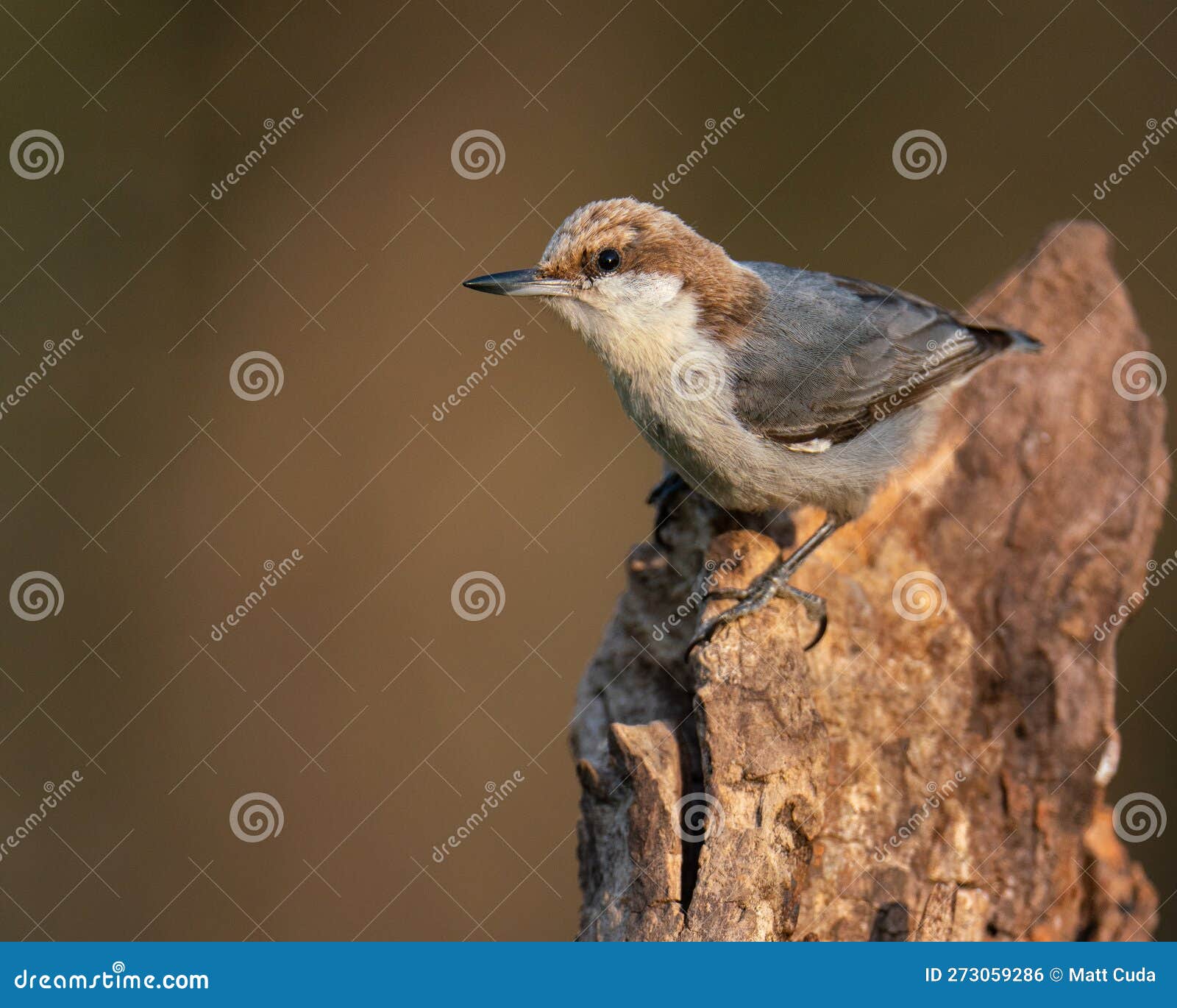 Brown-headed Nuthatch stock photo. Image of head, birdwatching - 273059286