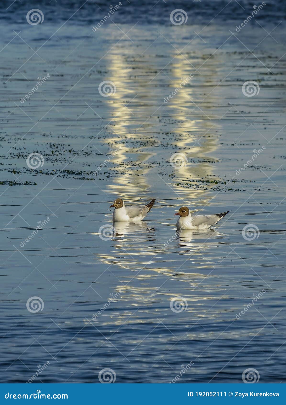 Brown-headed River Gull on the Banks of the Neva River Stock Image ...
