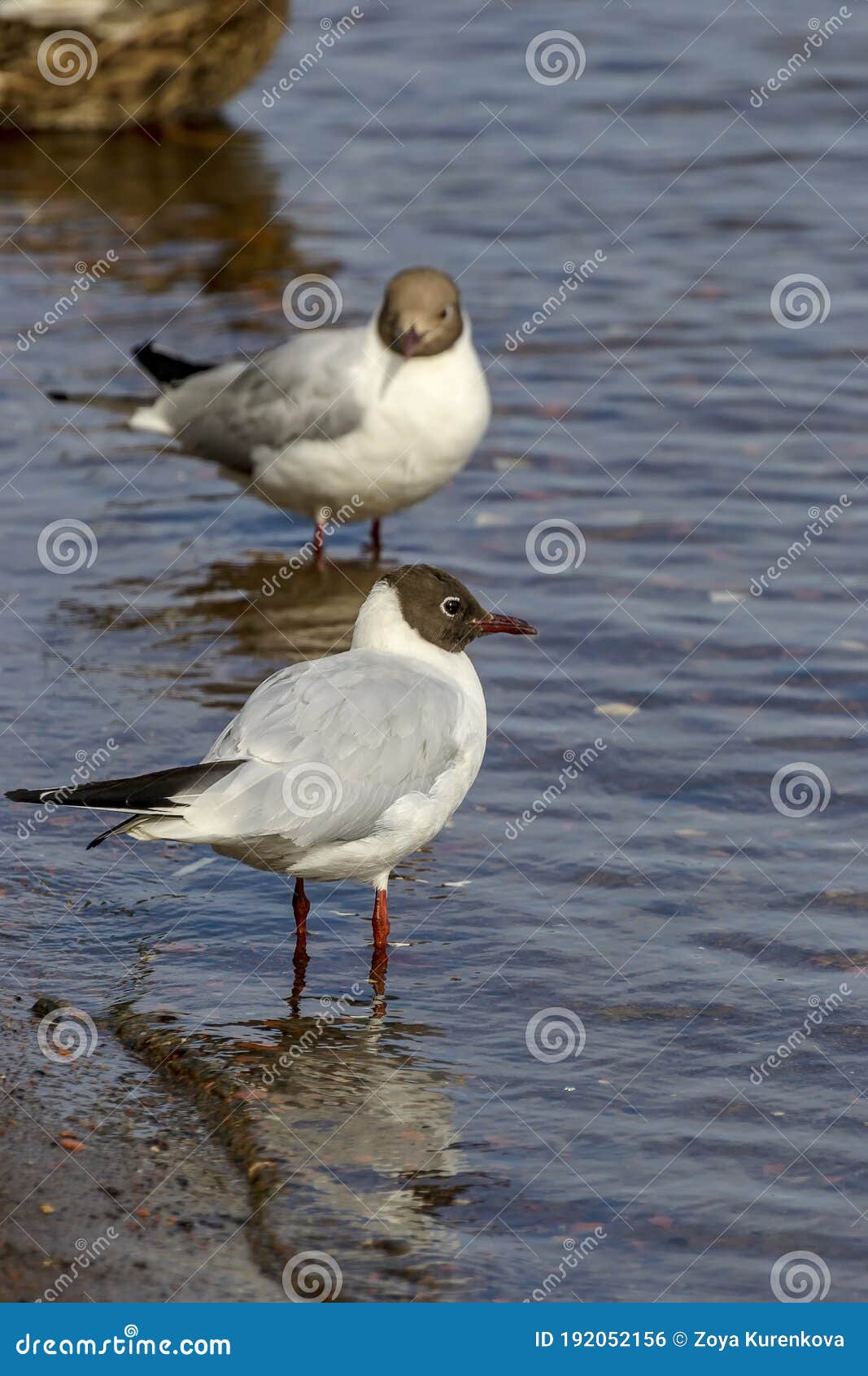Brown-headed River Gull on the Banks of the Neva River Stock Photo ...