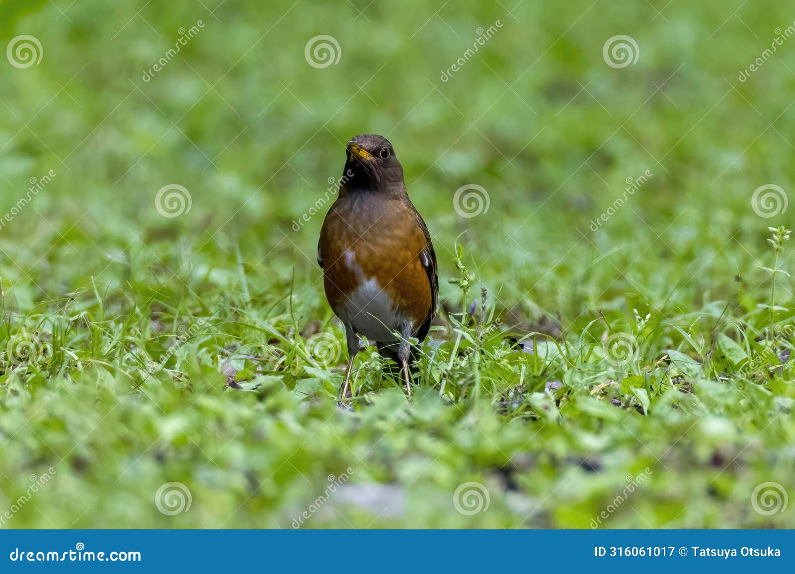 Brown-headed Thrush in the Green Springtime Field Stock Image - Image ...
