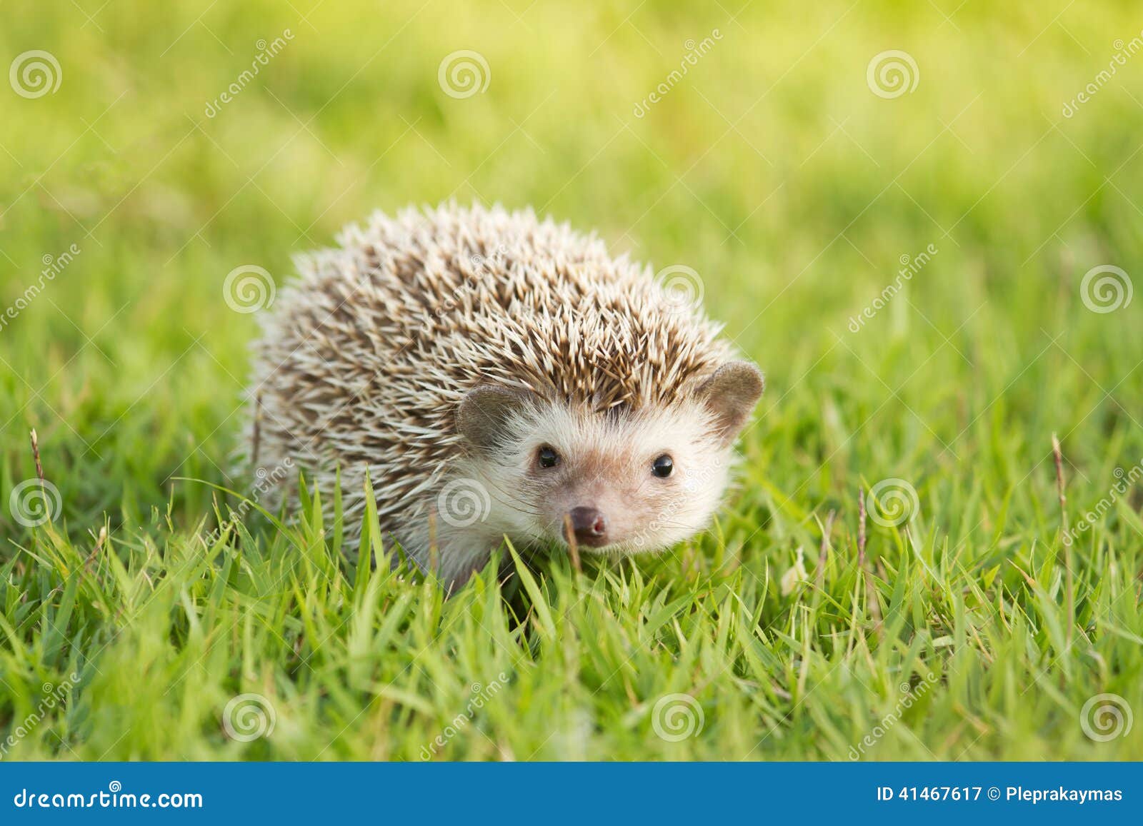 Brown Hedgehog , African Pygmy Hedgehog Stock Image - Image of garden ...
