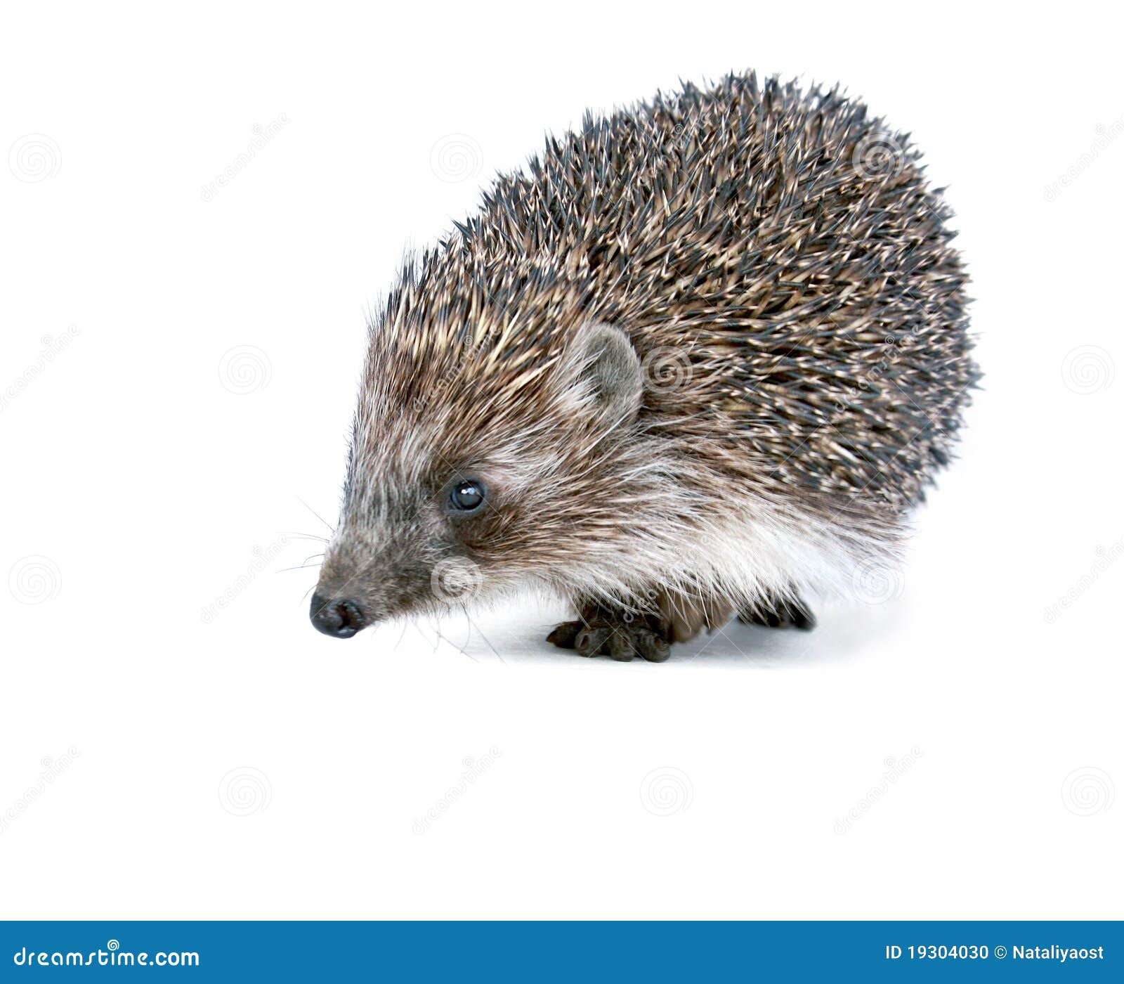 Brown Hedgehog on a White Background Stock Photo - Image of nature ...