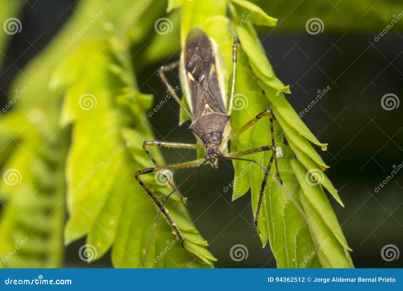 Brown Hemiptera Insect in the Wild Stock Photo - Image of plant, garden ...