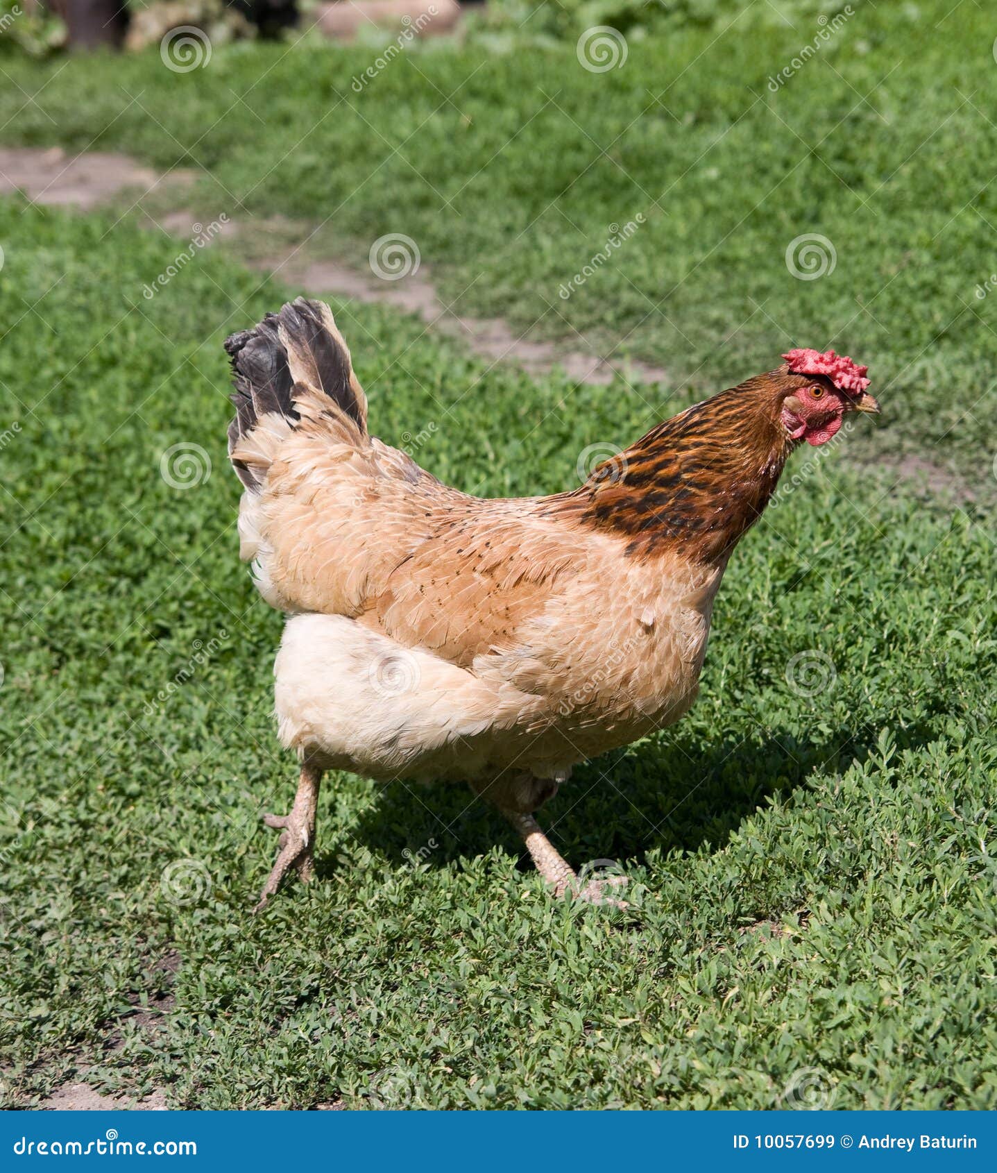 Brown hen stock image. Image of meadow, grass, farm, rural - 10057699