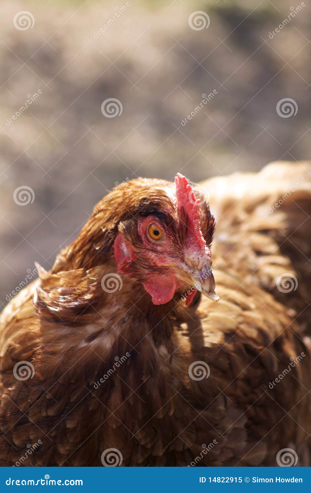 Brown Hen stock image. Image of country, bird, brown - 14822915