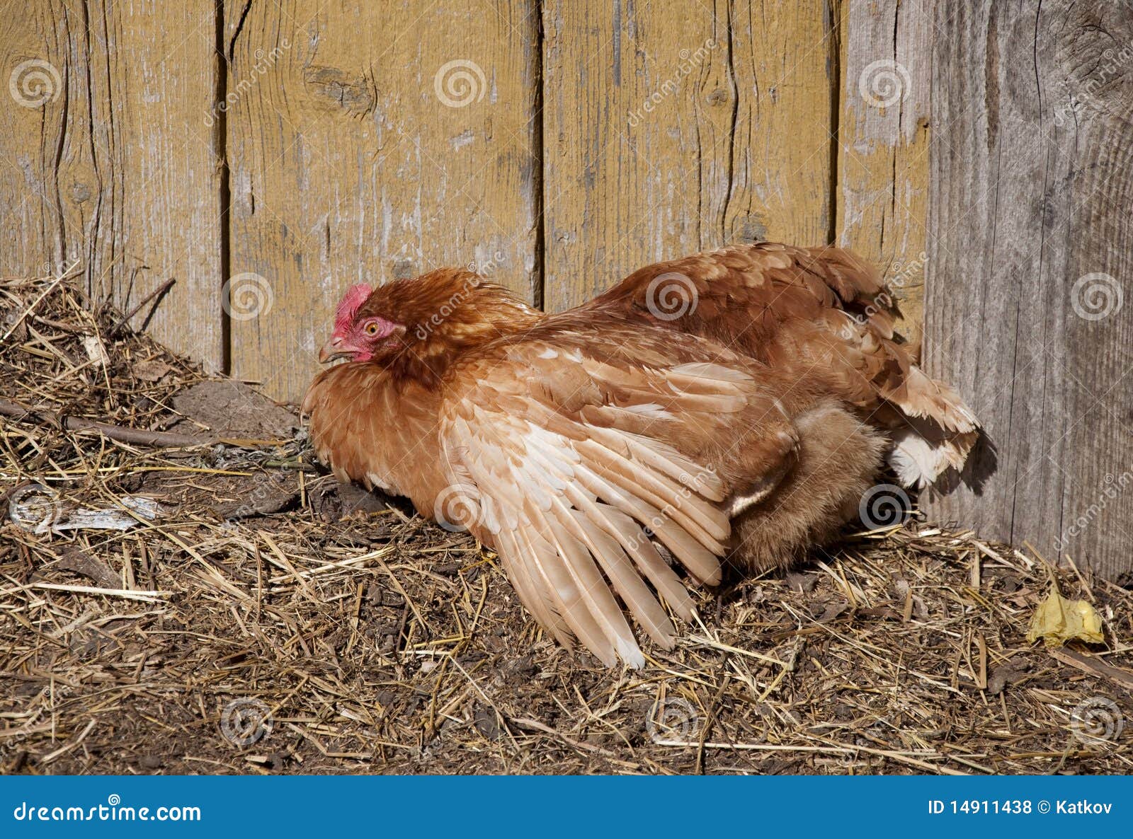 Brown hen stock photo. Image of grass, broiler, poultry - 14911438